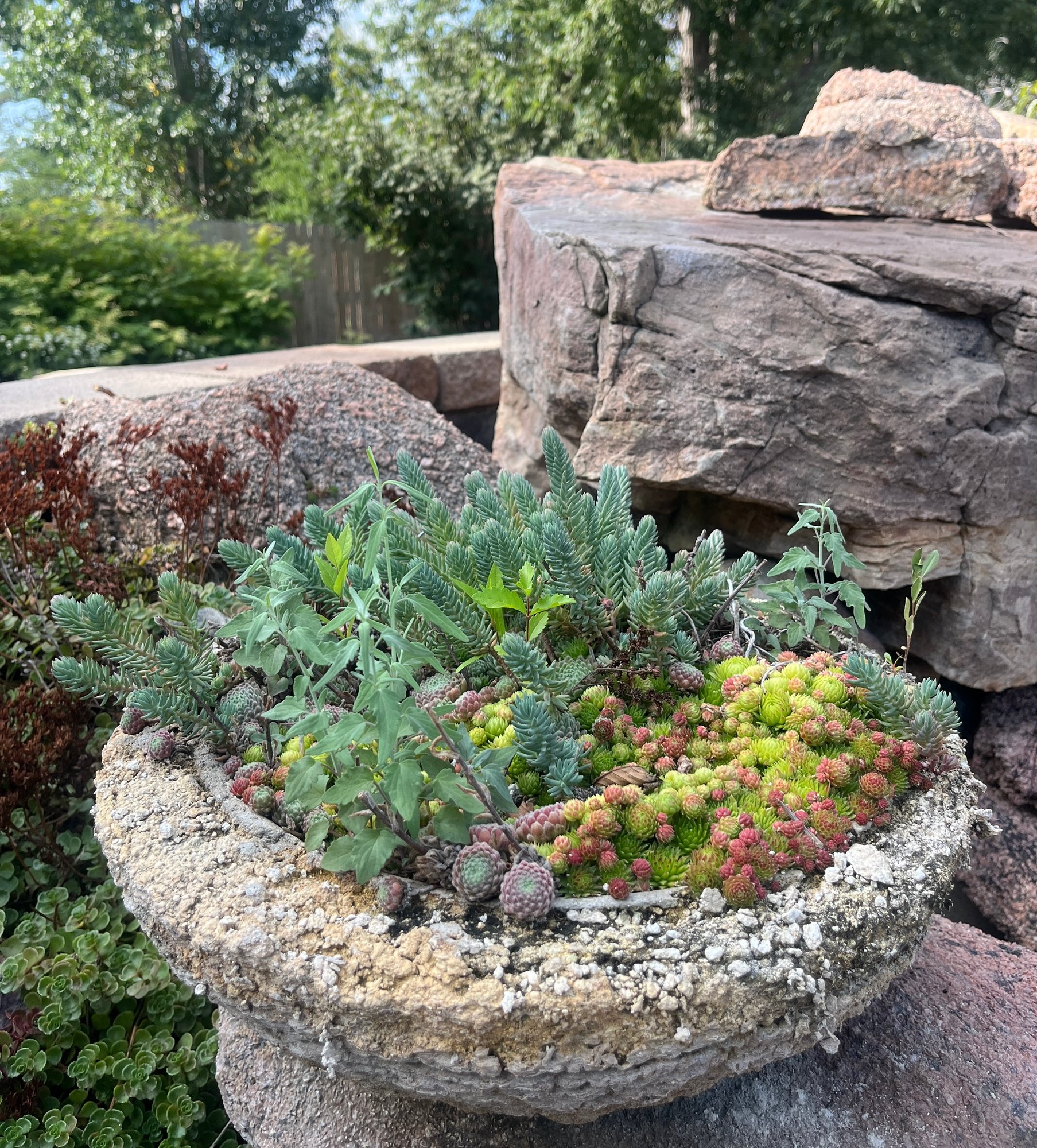 Rustic Concrete Planter Full Of Succulents #203950 | Auctionninja.com