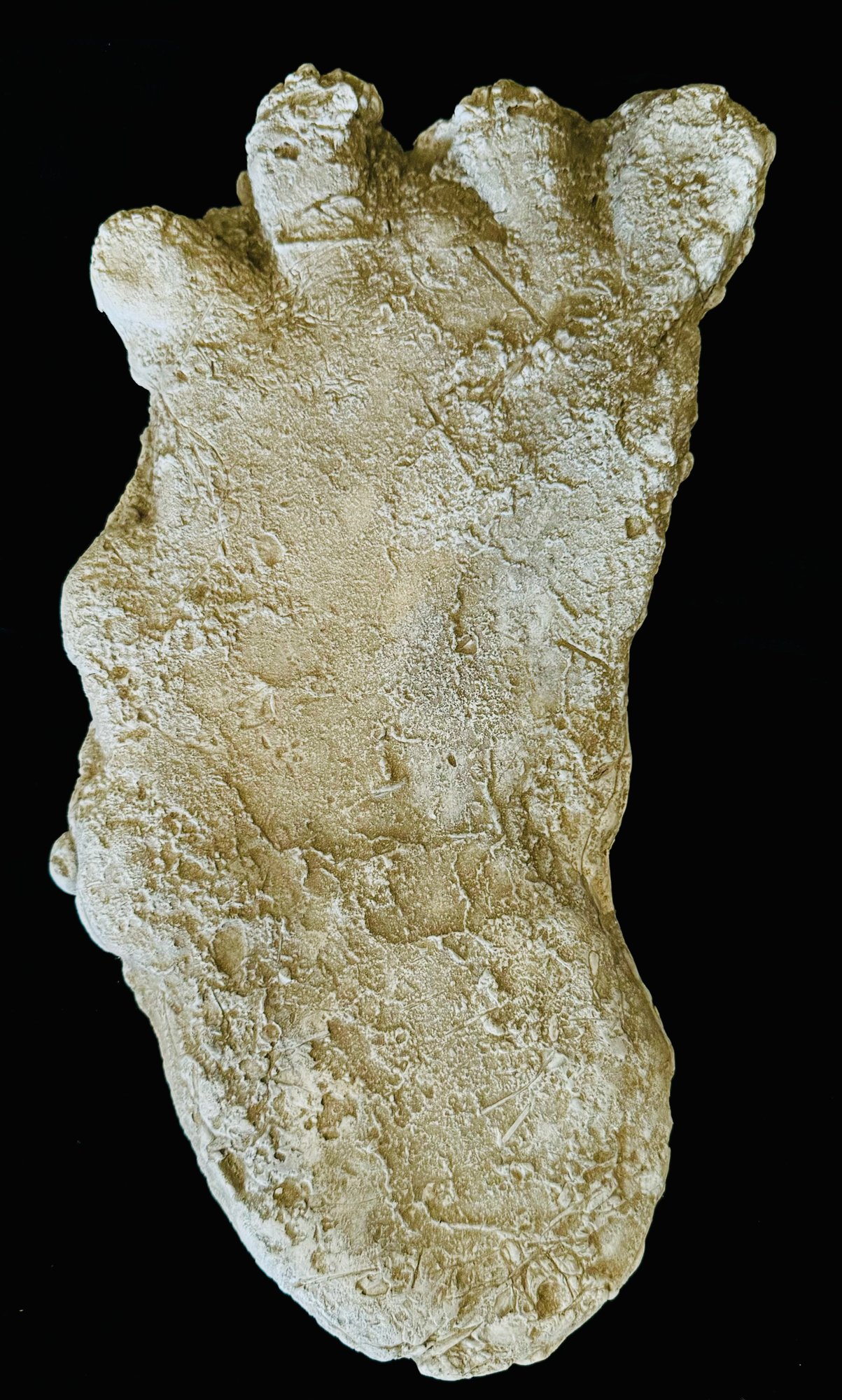 Cast Of Cripple Foot From Bossburg, WA #189443 | Auctionninja.com