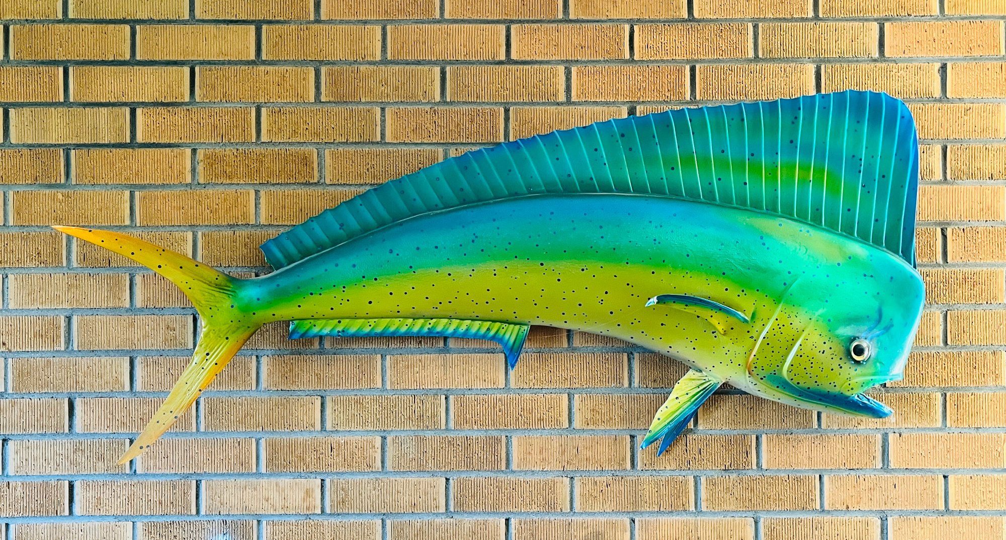 Mahi Mahi Full Mount Fish #204511 | Auctionninja.com