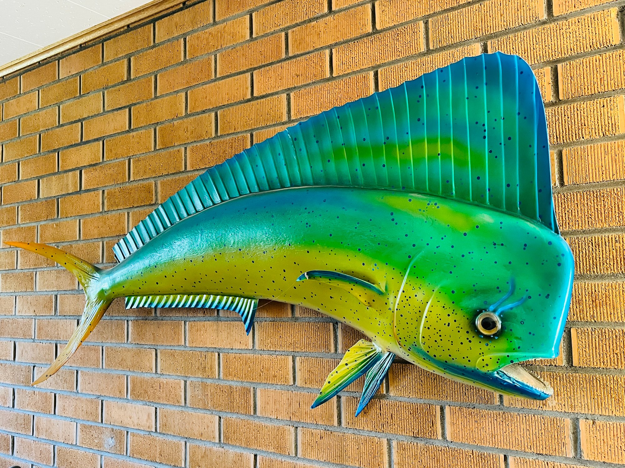Mahi Mahi Full Mount Fish #204511 | Auctionninja.com