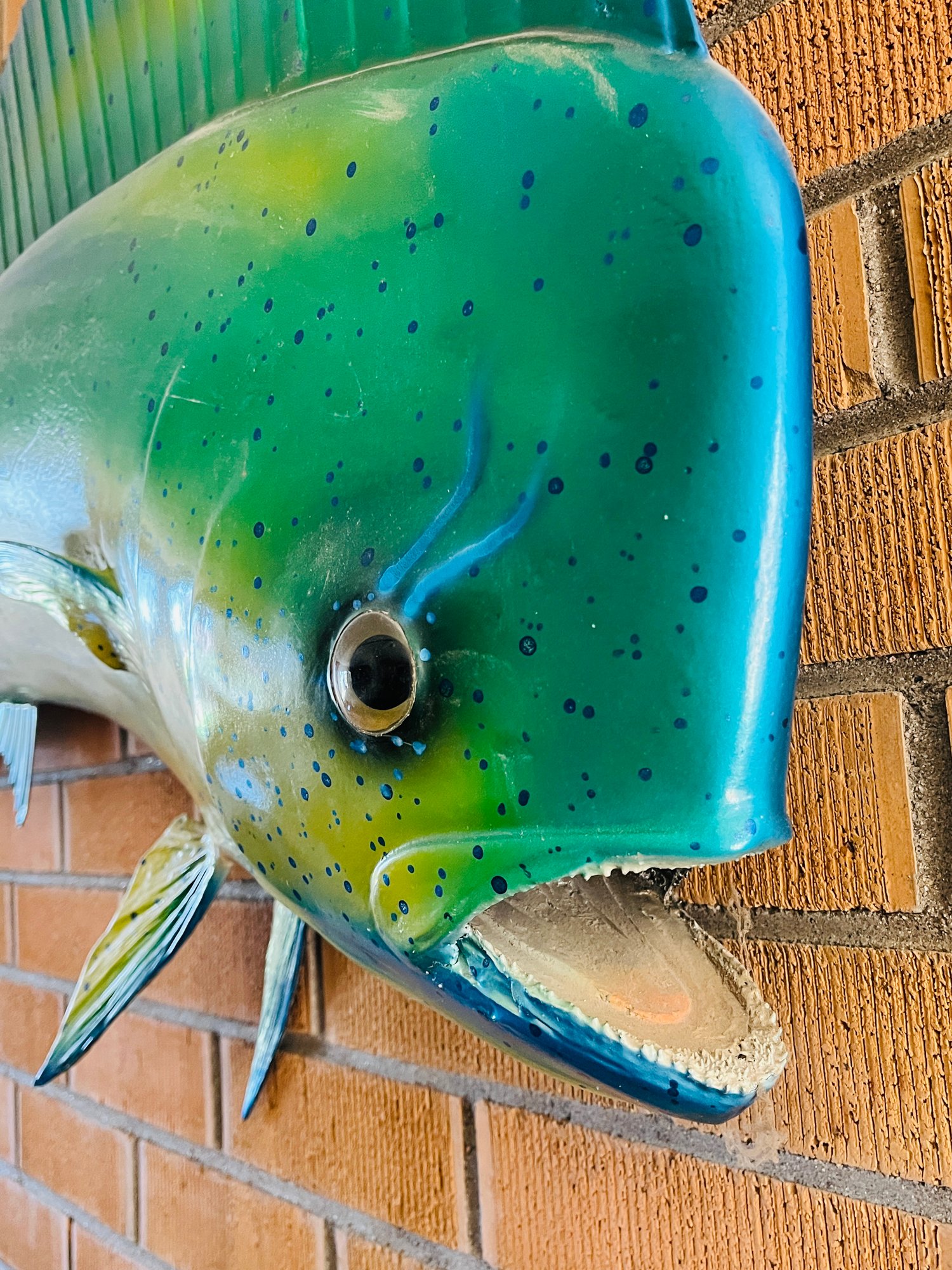 Mahi Mahi Full Mount Fish #204511 | Auctionninja.com