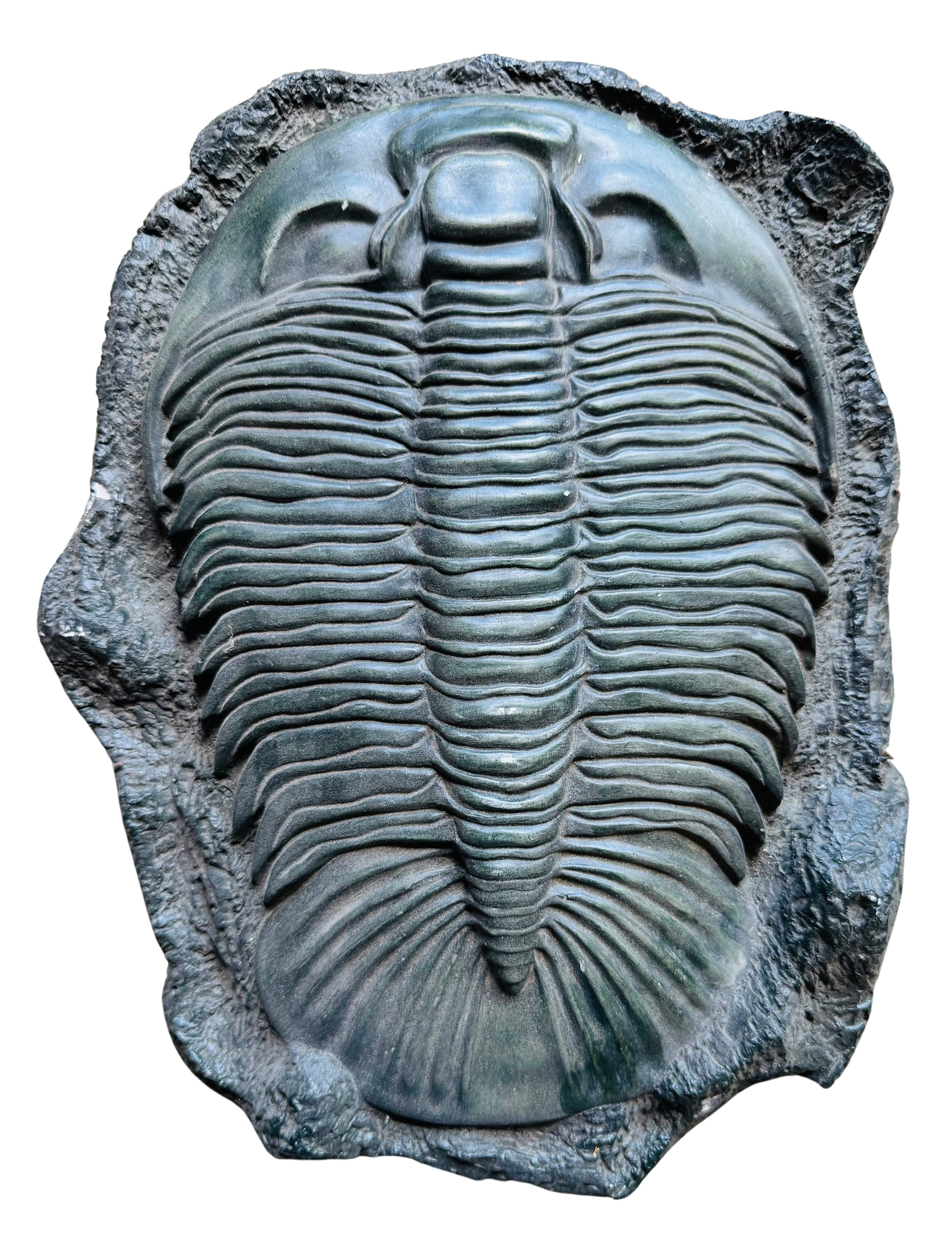 Trilobite Specimen, Paleozoic, Upper Cambrian, Cincinnati #189516 ...