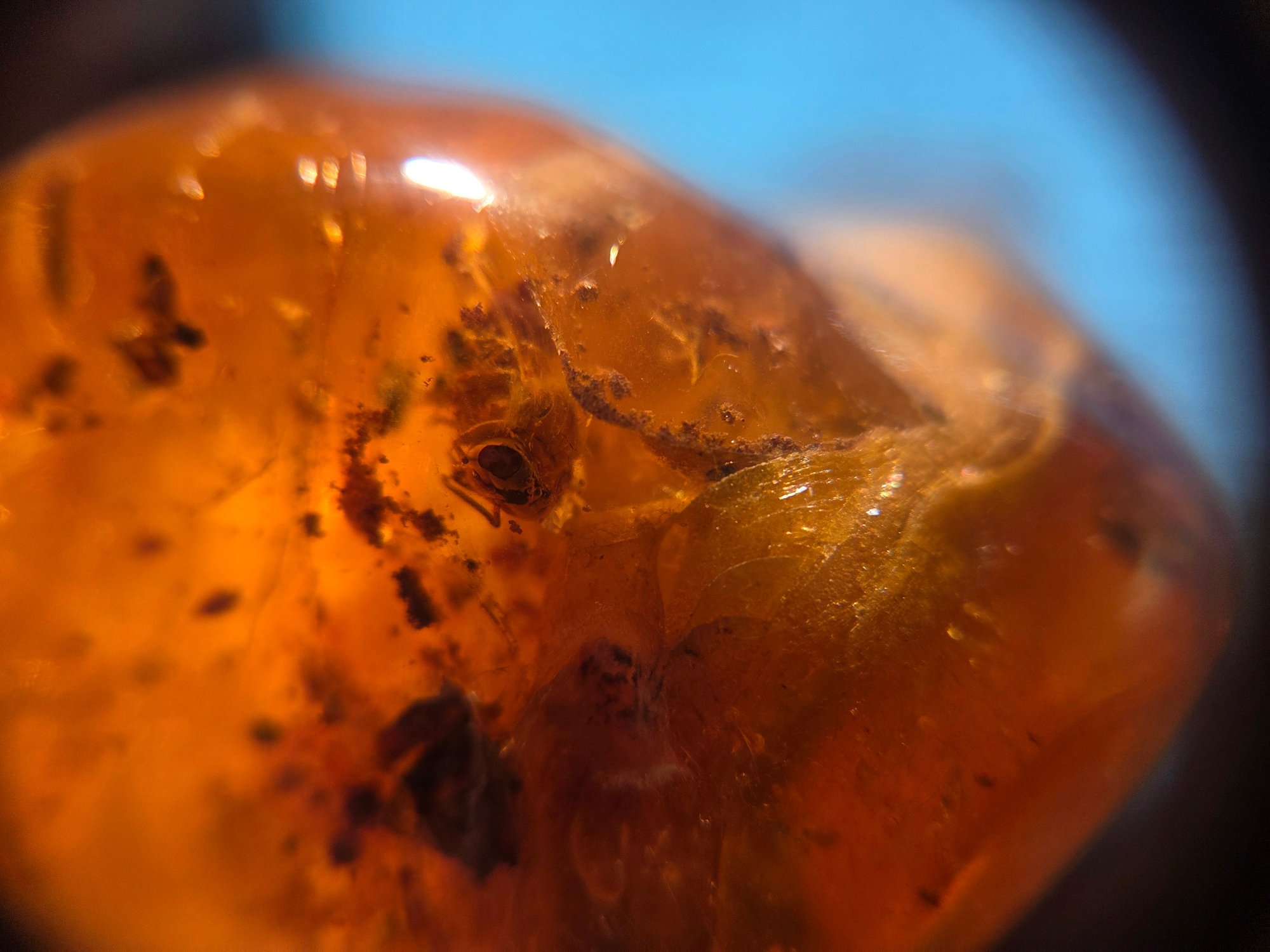 Fossilized Amber Specimen With Preserved Insects & Organic Material ...