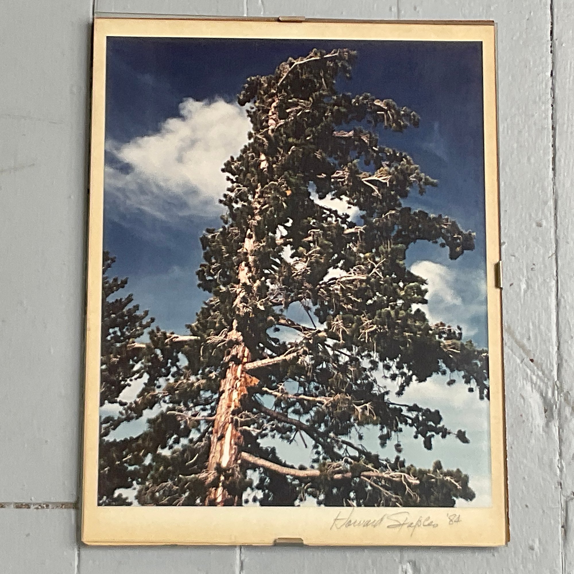 #85RB Howard Staples NW News Photographer Color Tree Photograph ...