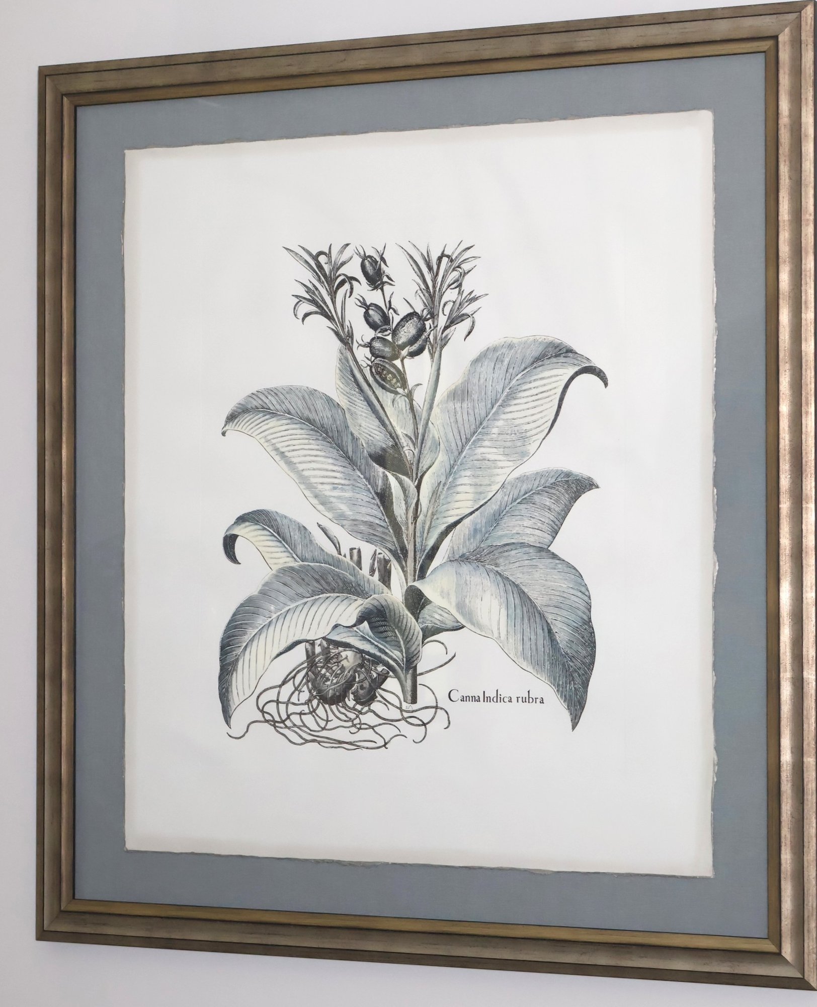Framed Canna Indica Rubra Botanical Wall Art #64209 | Auctionninja.com