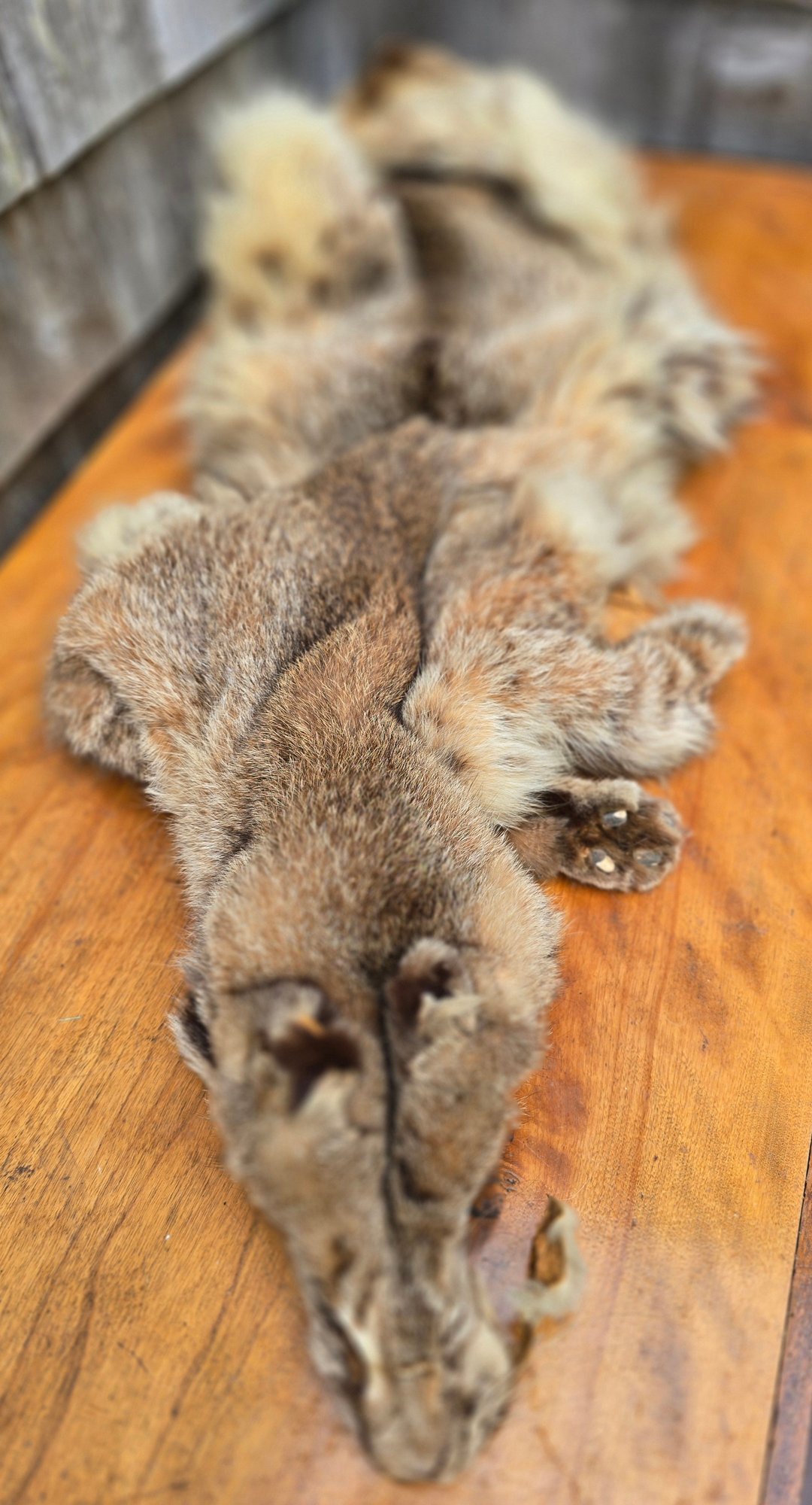Vintage Bobcat Pelt #8479 | Auctionninja.com
