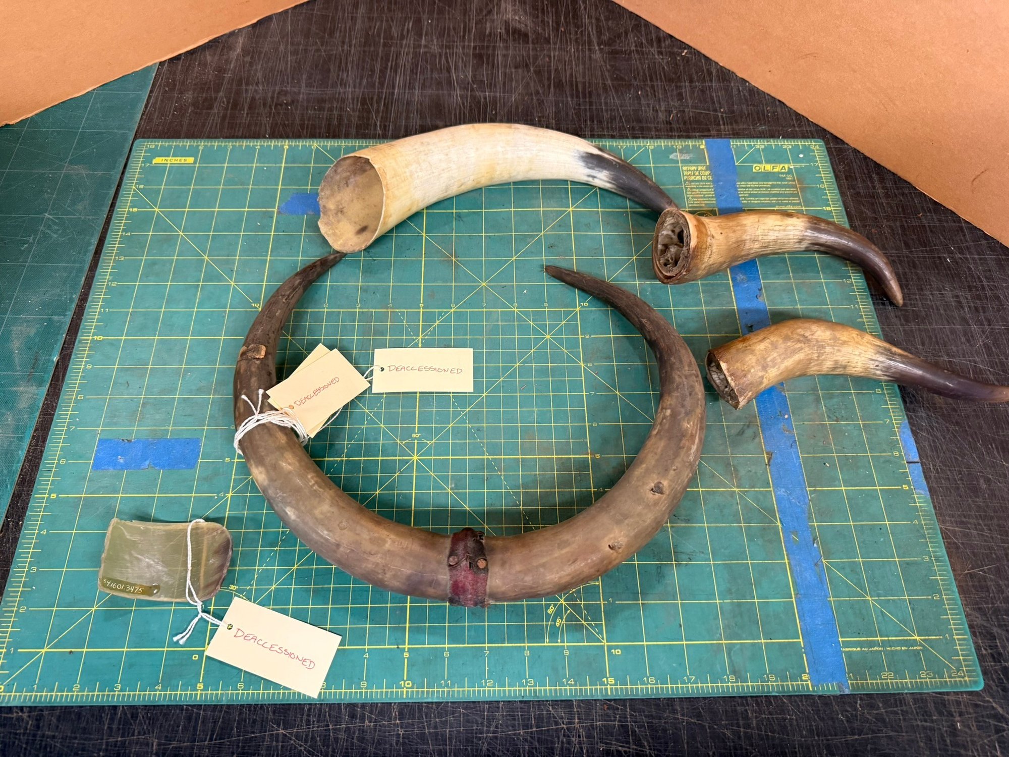 Group Of Animal Horns #11002 | Auctionninja.com