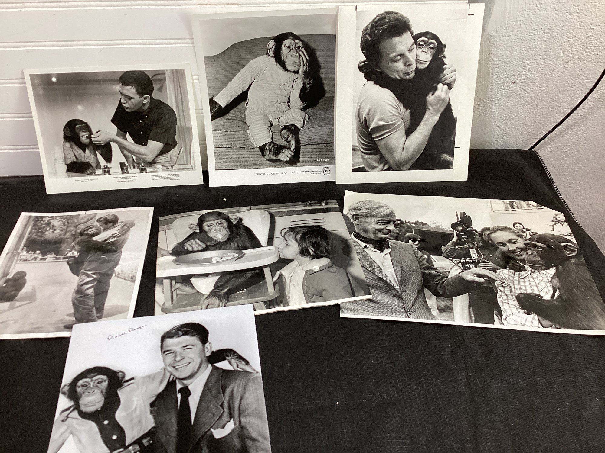 Assorted Monkey Photos - See Photos For Details #8110 | Auctionninja.com