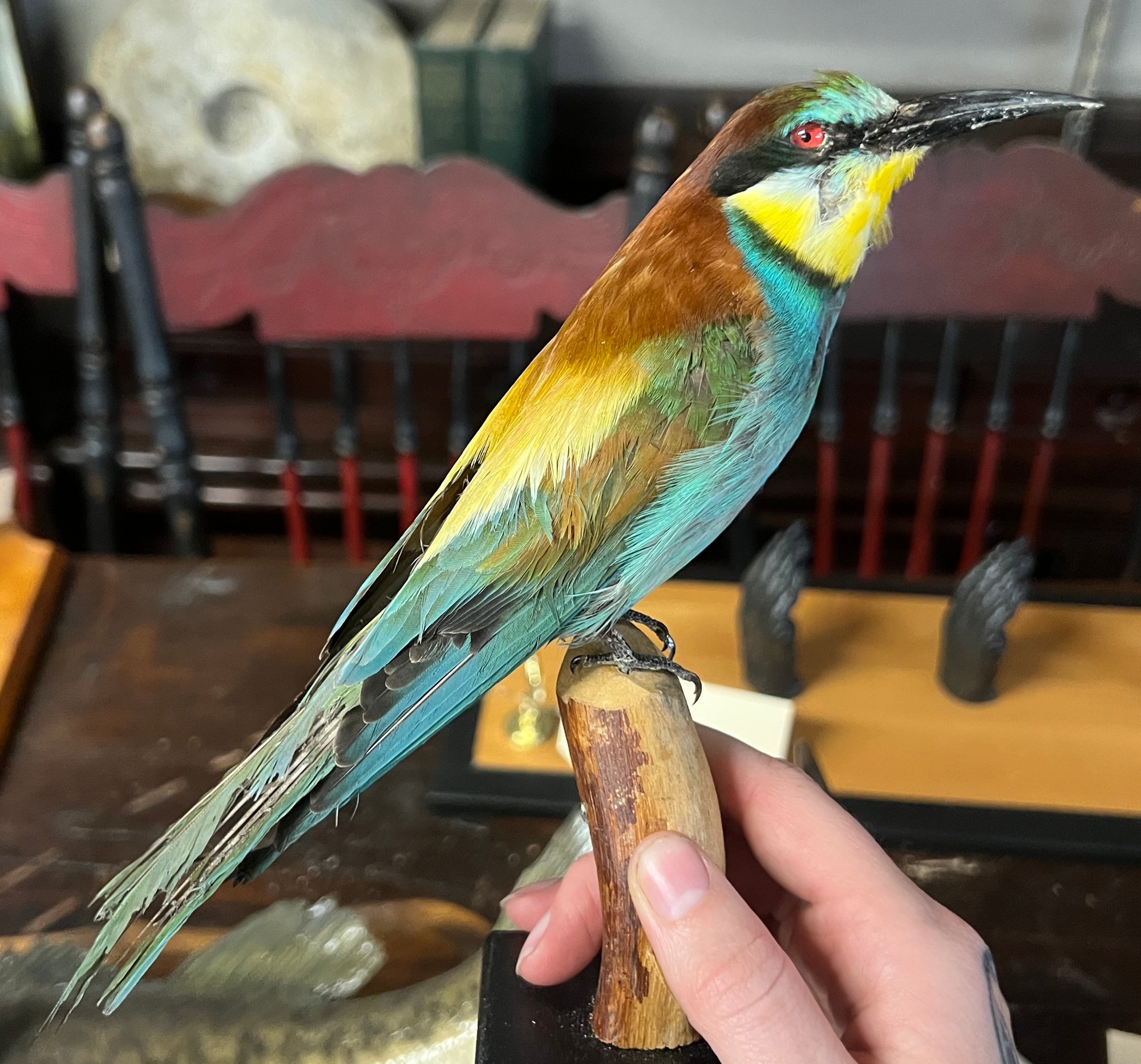 Bee Eater Vintage Taxidermy Bird Mount RARE #14437 | Auctionninja.com