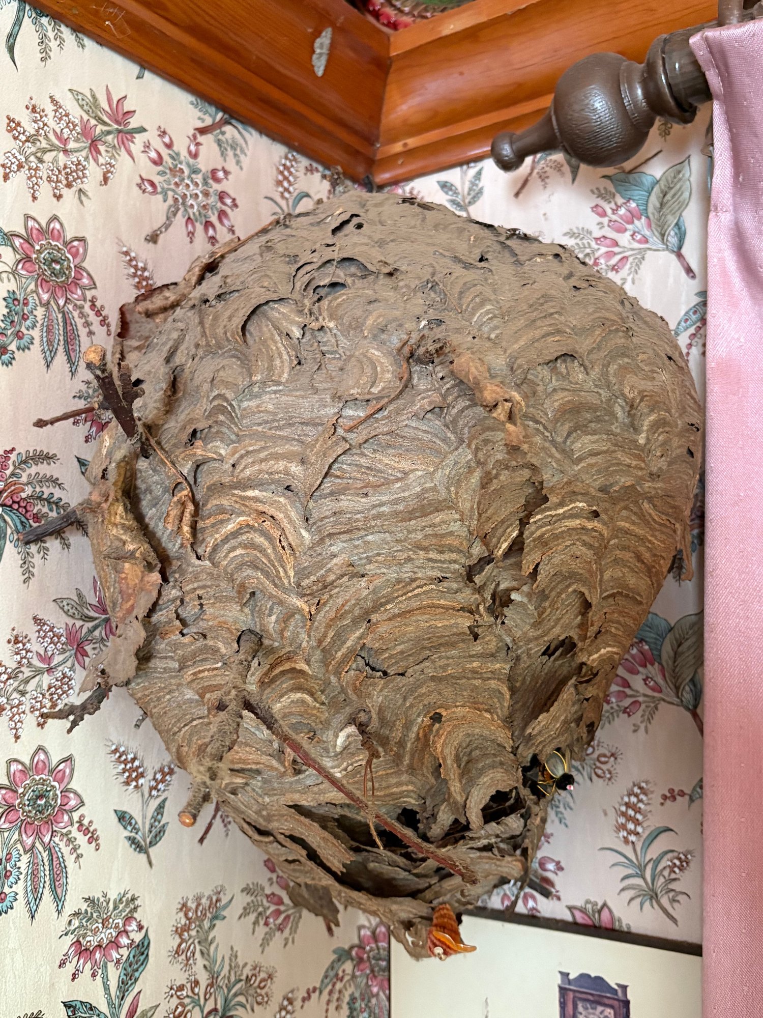 Vintage REAL Paper Wasp Nest #37002 | Auctionninja.com