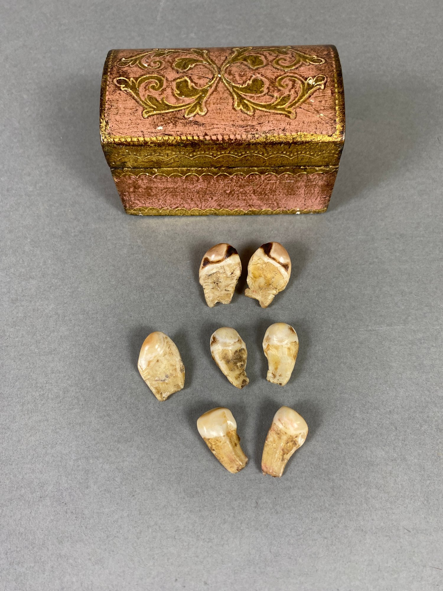 Seven Pieces Of Elk Teeth In A Small, Vintage Box #6471 | Auctionninja.com