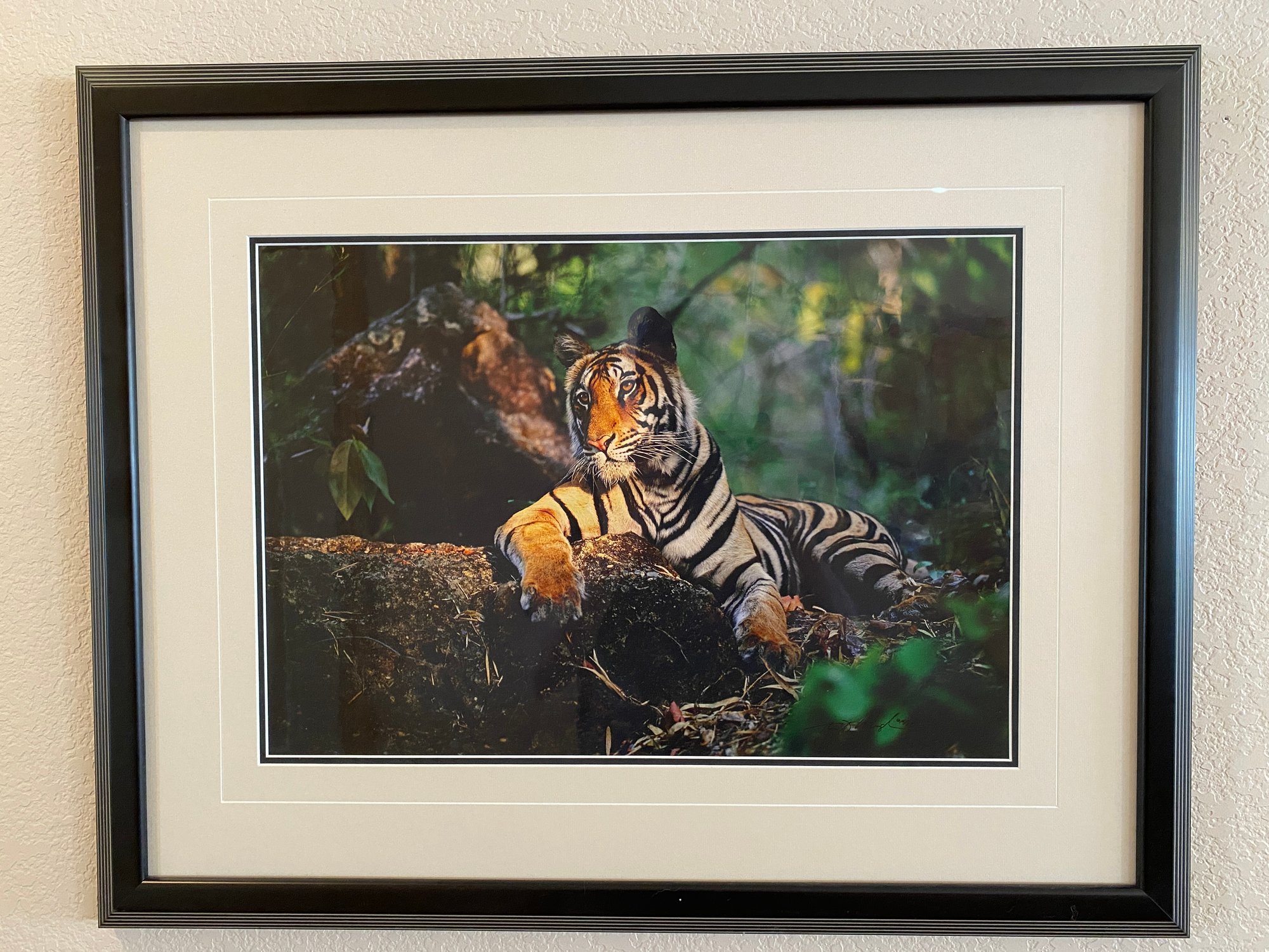 Spectacular Framed, Double Matted Print Of A Tiger By Renowned ...