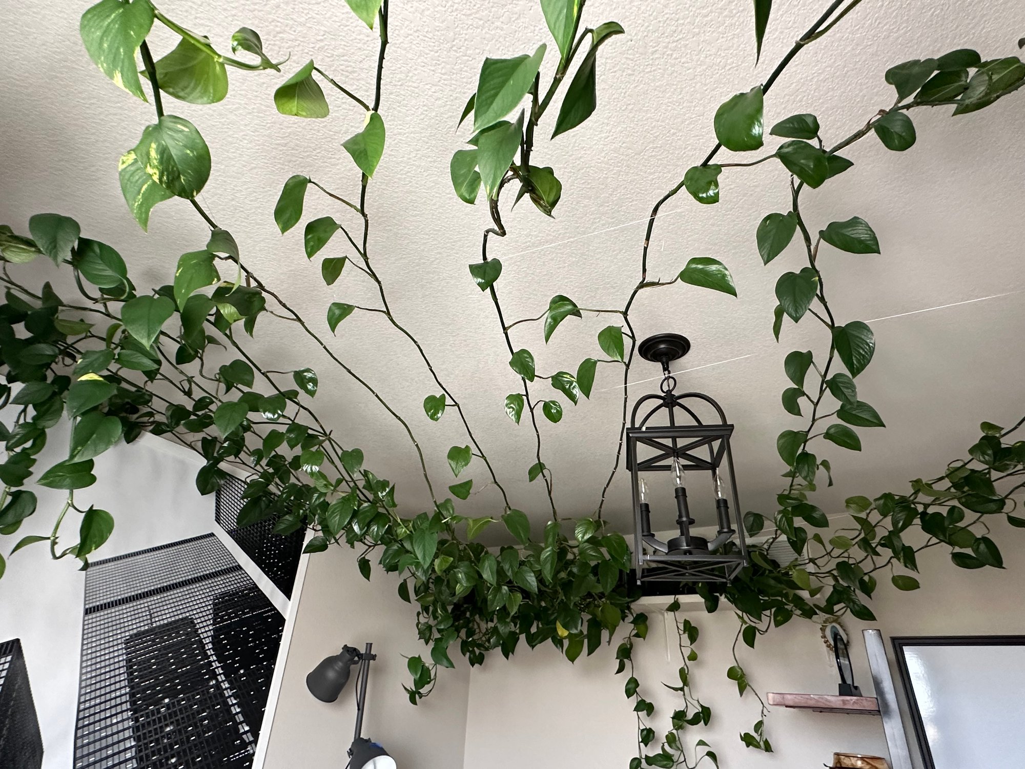 Beautiful Well Developed Golden Pothos Ceiling Plant - Set Of 3 #15876 ...