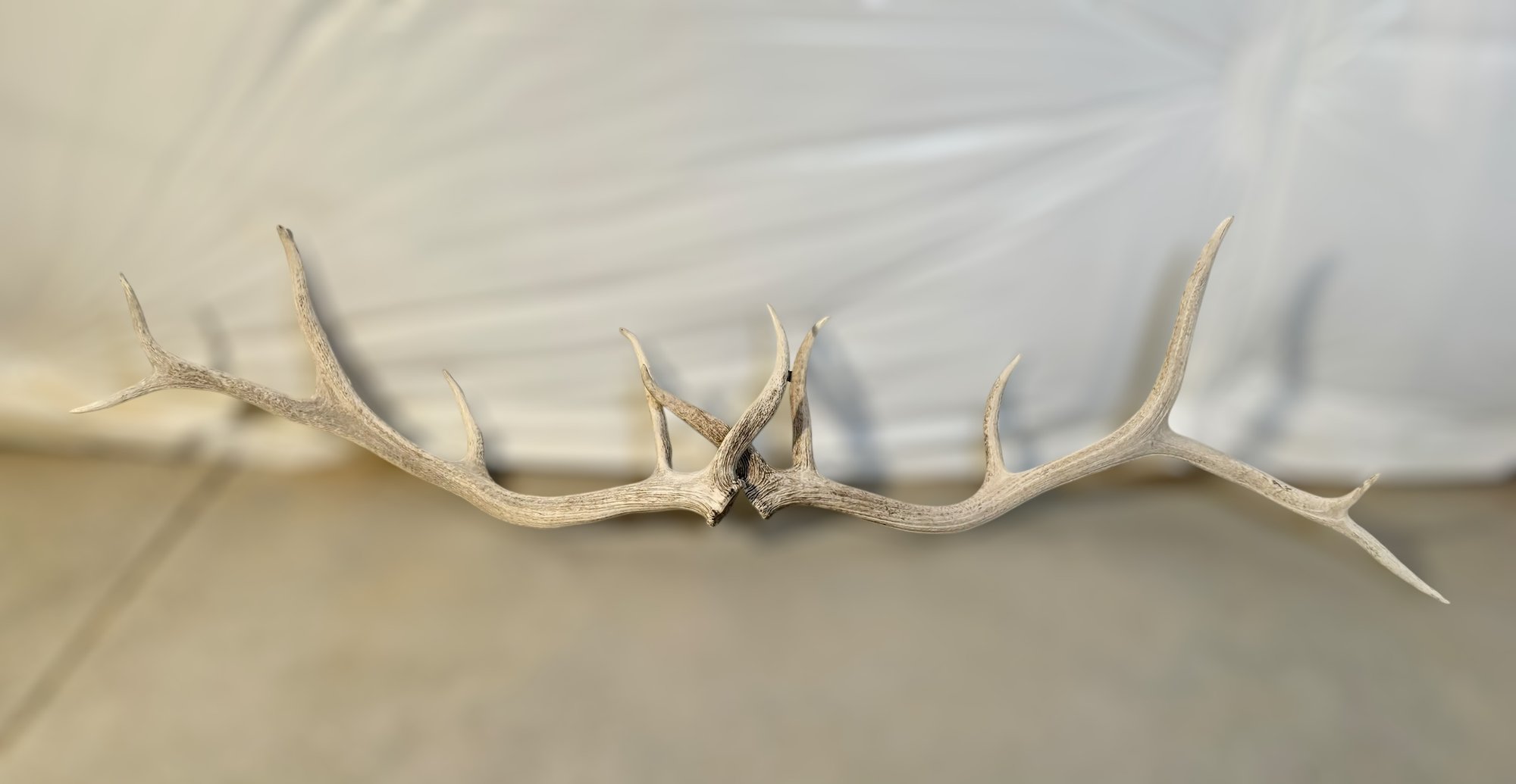 Rare Magnificent 45" Royal 6 Point Naturally Fallen Elk Antlers - Lot ...