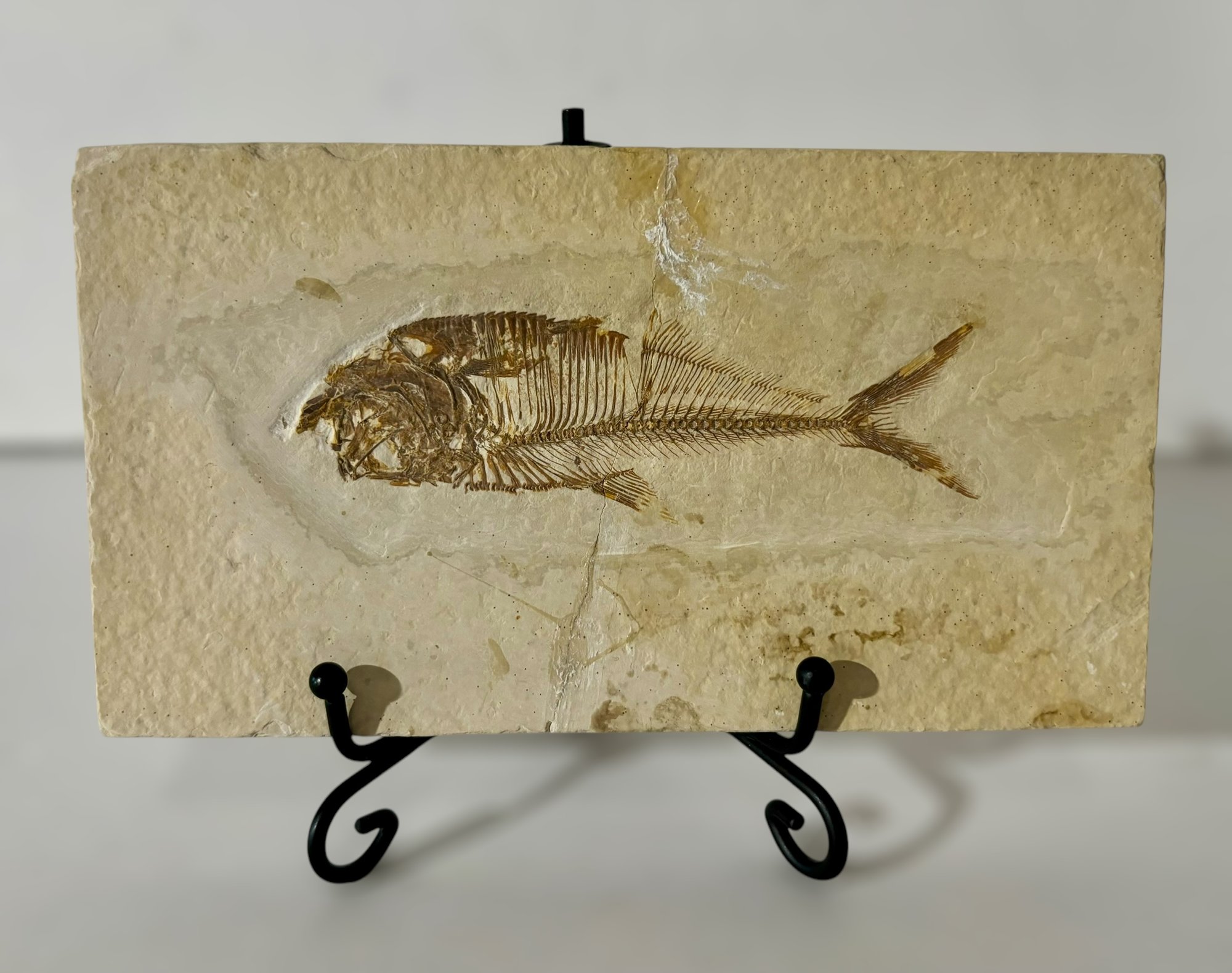 50 Million Year Old Fish Fossil Diplomystus Analis From Wyoming W/ Gold ...