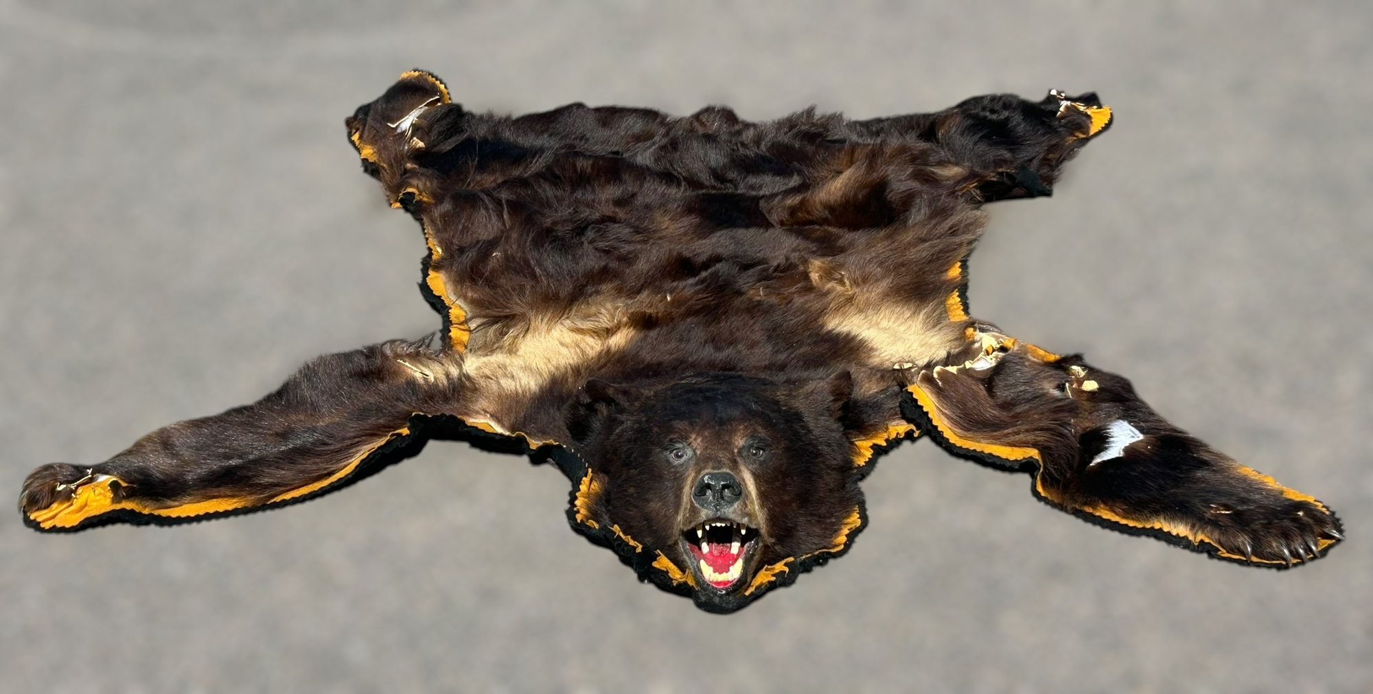 Large Full Mount Taxidermy Black Bear Skin Rug #20429 | Auctionninja.com