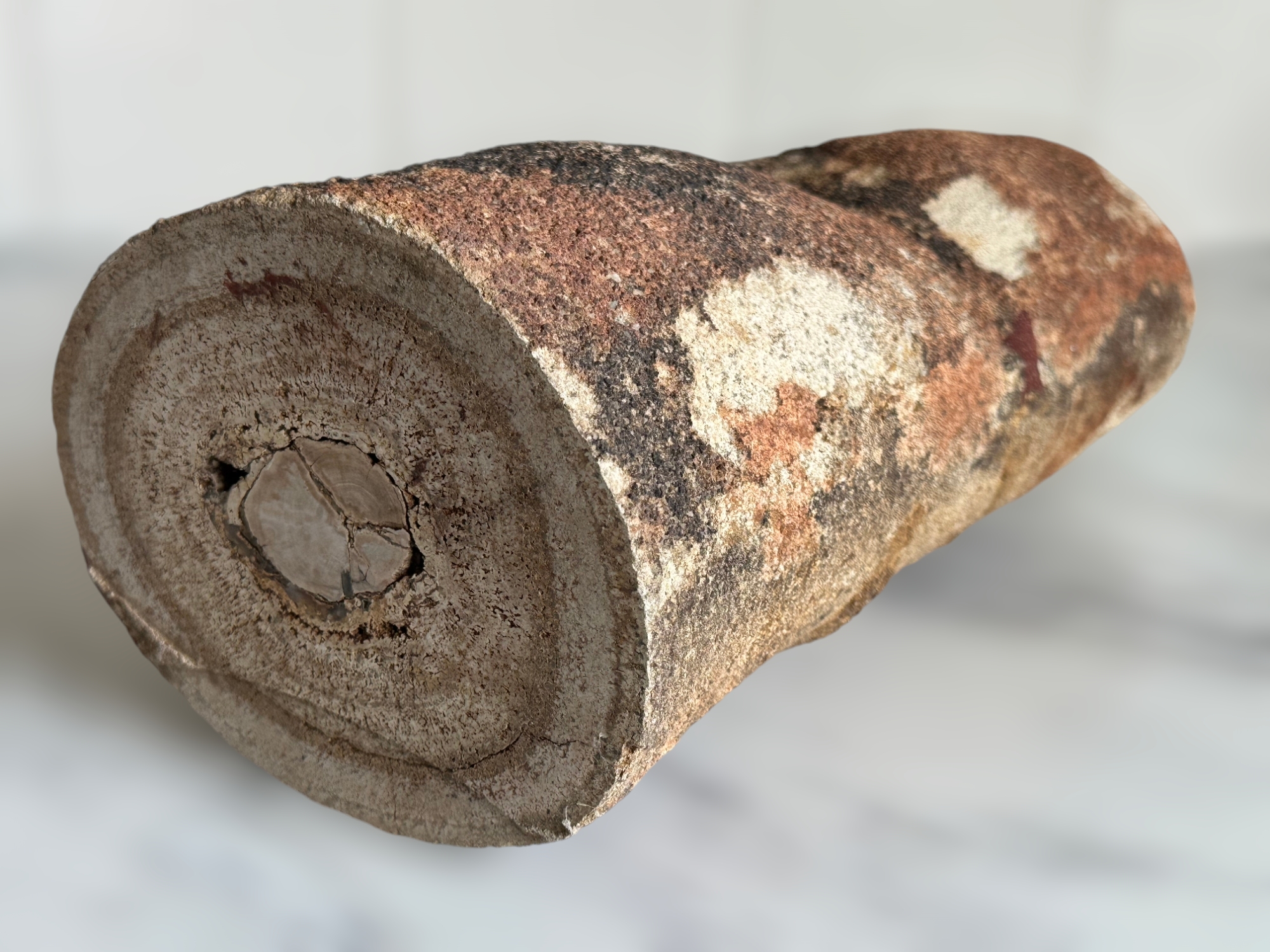 Extremely Rare 650 Million Year Old Fully Intact Petrified Branch ...