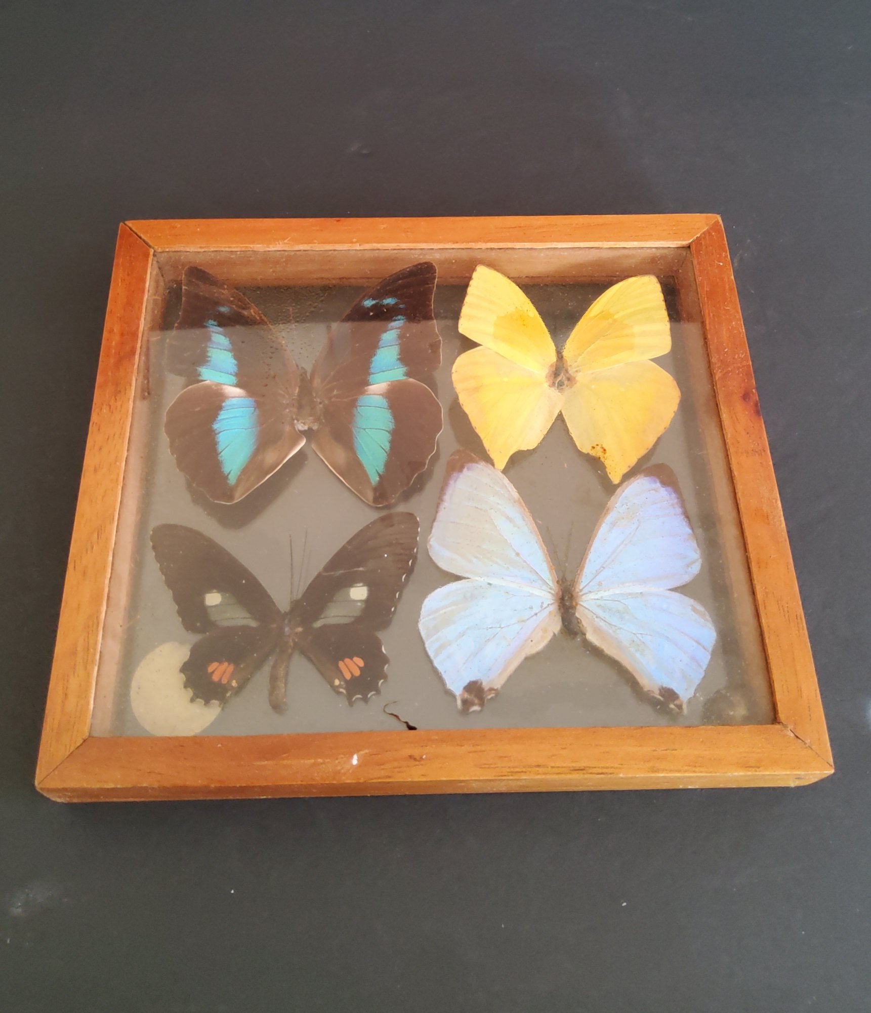 Butterfly Collection Framed And Preserved Butterflies #3795 ...