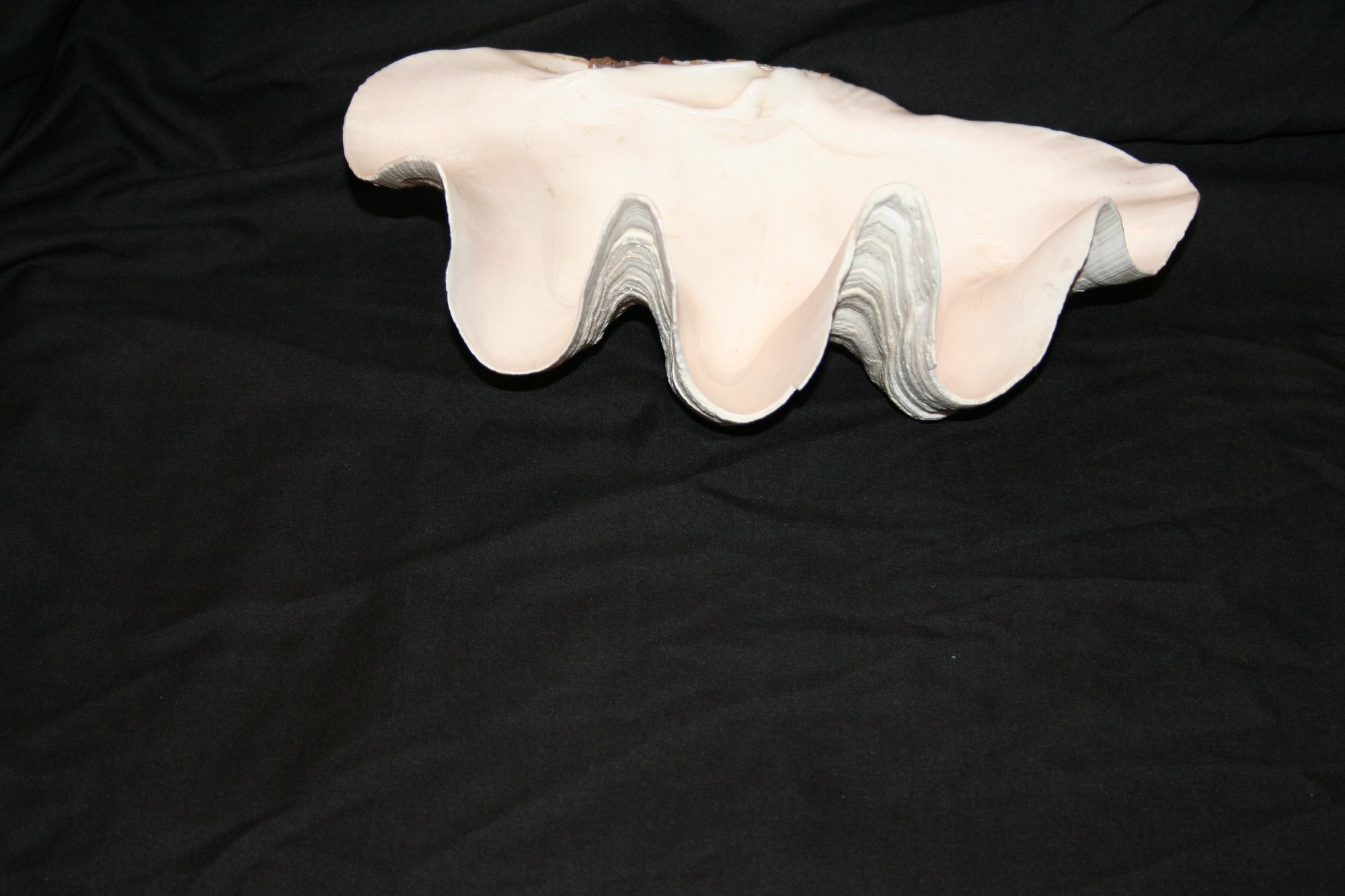 Beautiful Large Tridacna Gigas Natural Clam Shell #1376 | Auctionninja.com