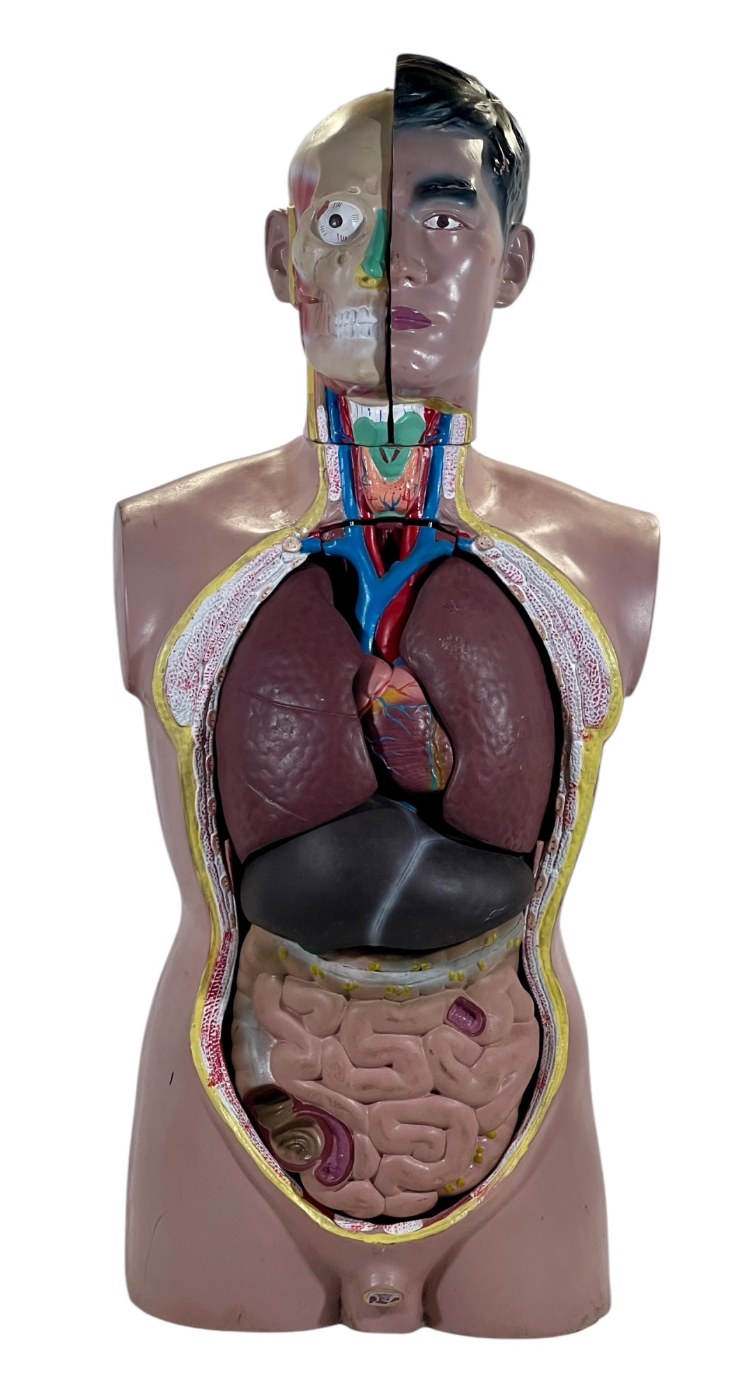 VINTAGE HAND PAINTED ANATOMICAL TORSO MODEL #52612 | Auctionninja.com
