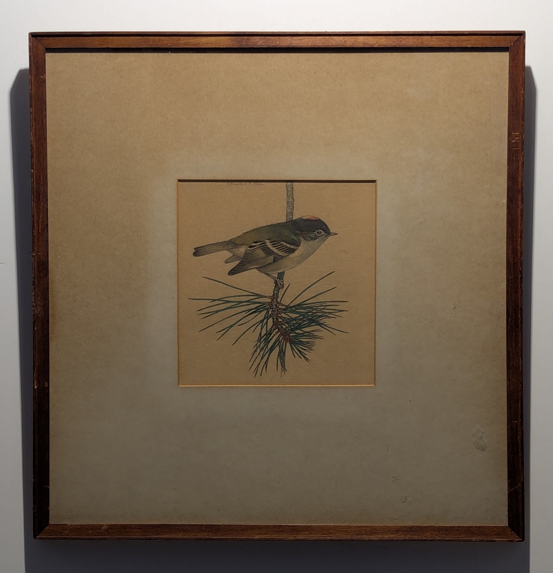 Charles E Heil (1870-1950) Original Watercolor Painting Ruby Crowned ...