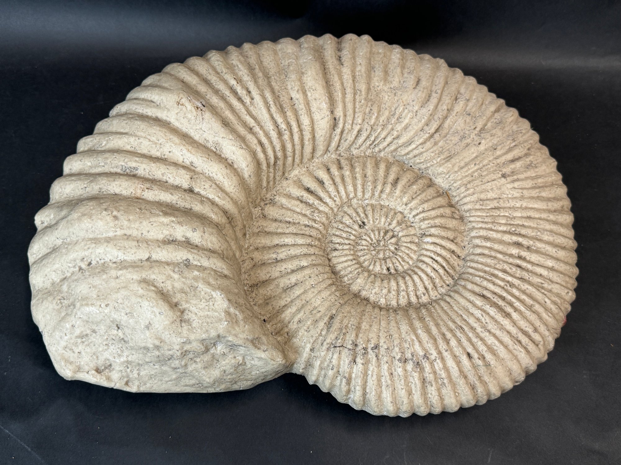 Large Perisphinctes Ammonite Fossil -composite #113289 | Auctionninja.com