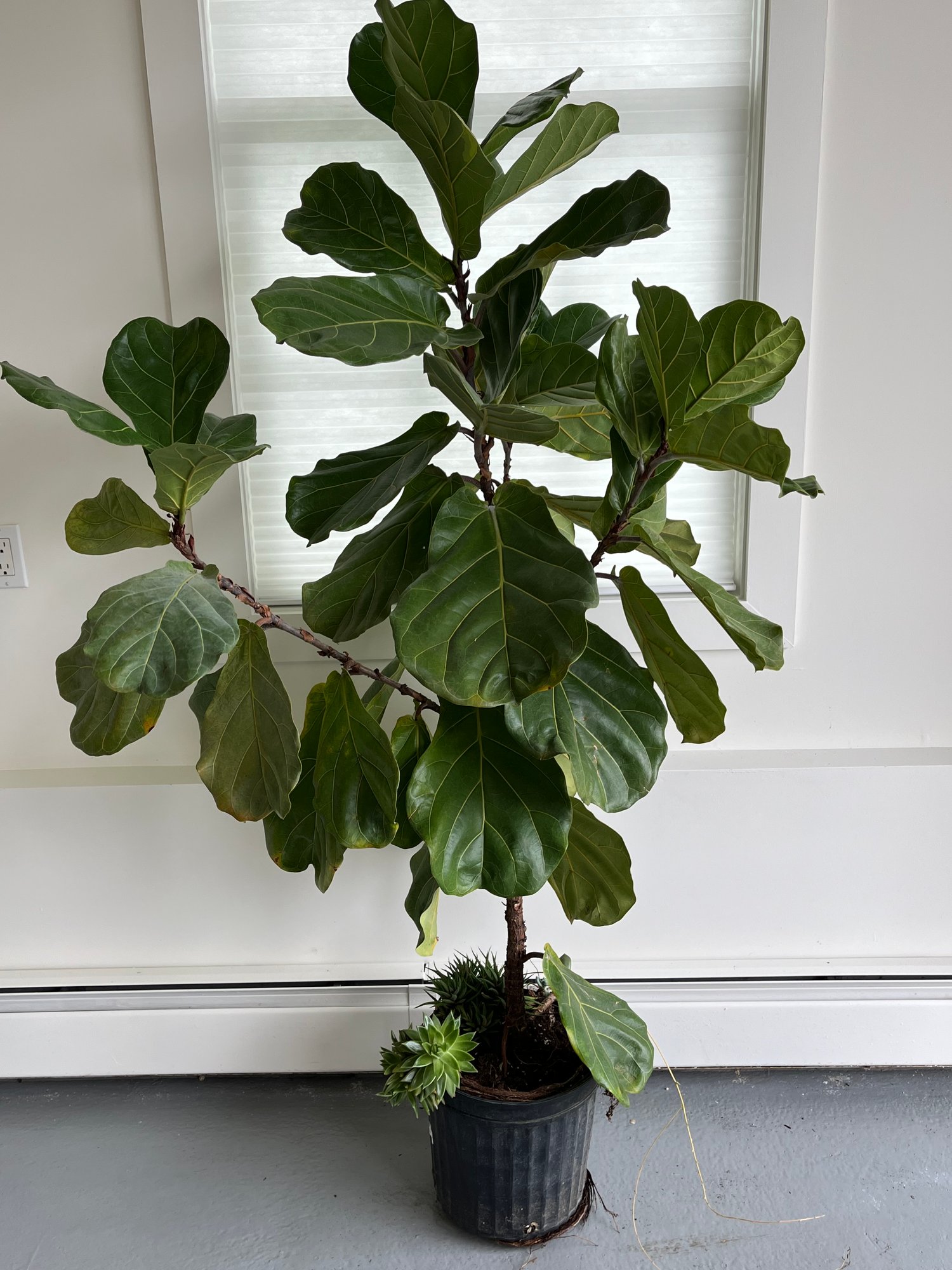 Fiddle-leaf Fig Tree With Succulents In Base #6569 | Auctionninja.com