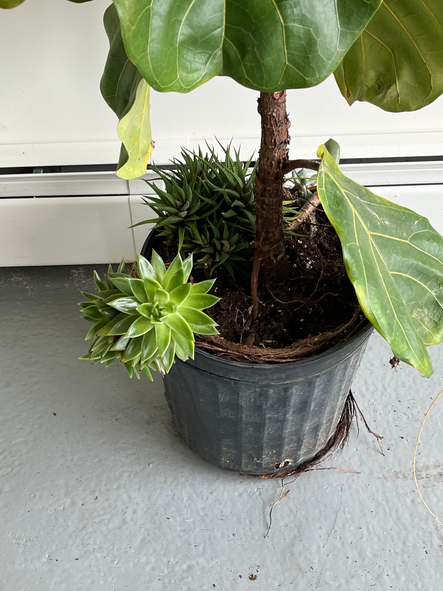 Fiddle-leaf Fig Tree With Succulents In Base #6569 | Auctionninja.com