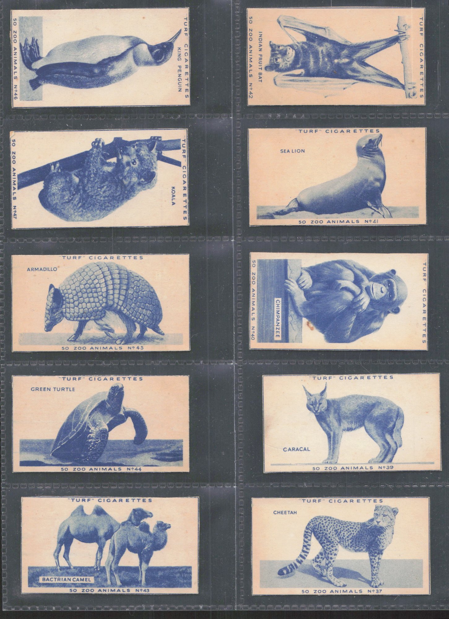 1954 TURF CIGARETTES ZOO ANIMALS 10 CARD SET - RARE #35591 ...