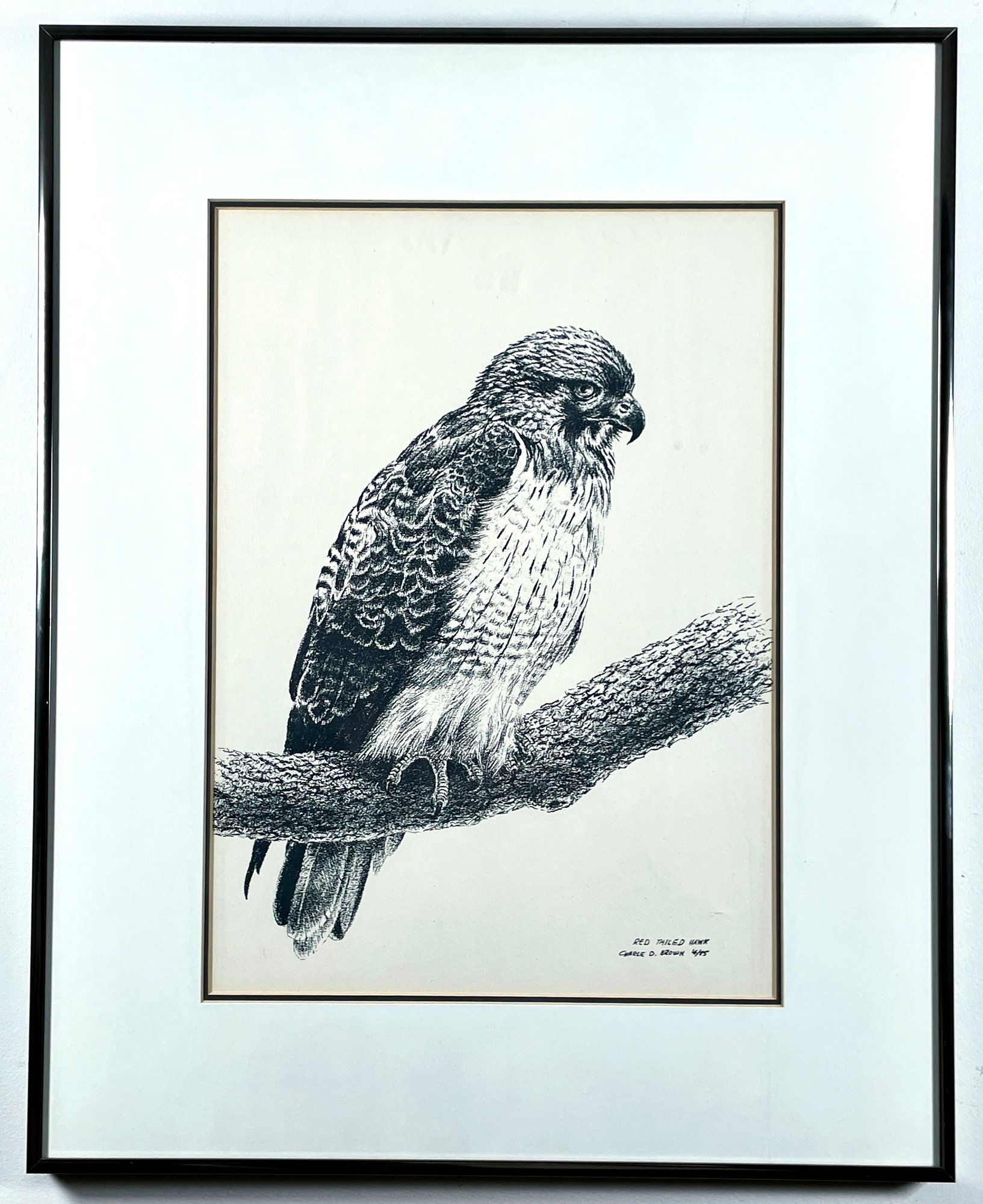 Red Tailed Hawk Pen Drawing Print Signed By Charlie D. Brown #27798 ...