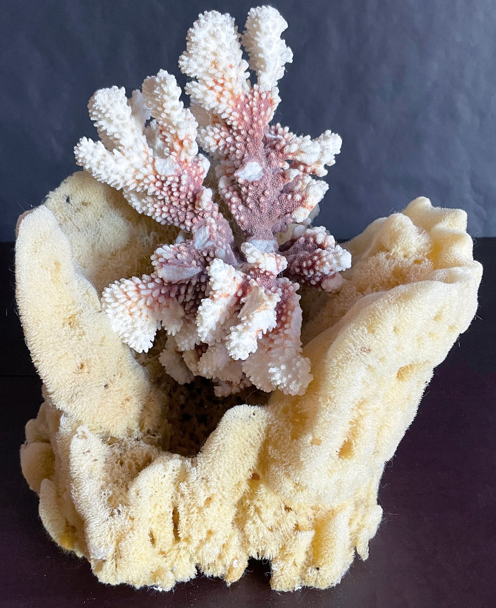Amazing Large Sea Sponge With Coral, Nautilus, And More #30326 ...