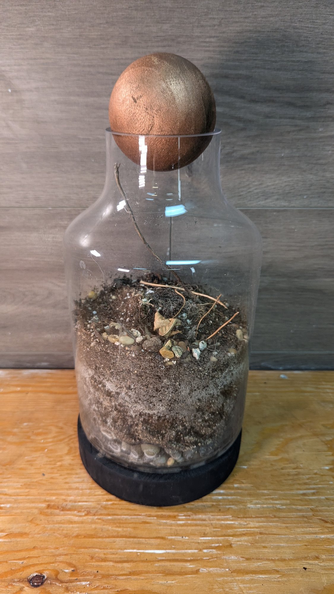 Large Terrarium - Black Base And Copper Colored Topper #1083 ...