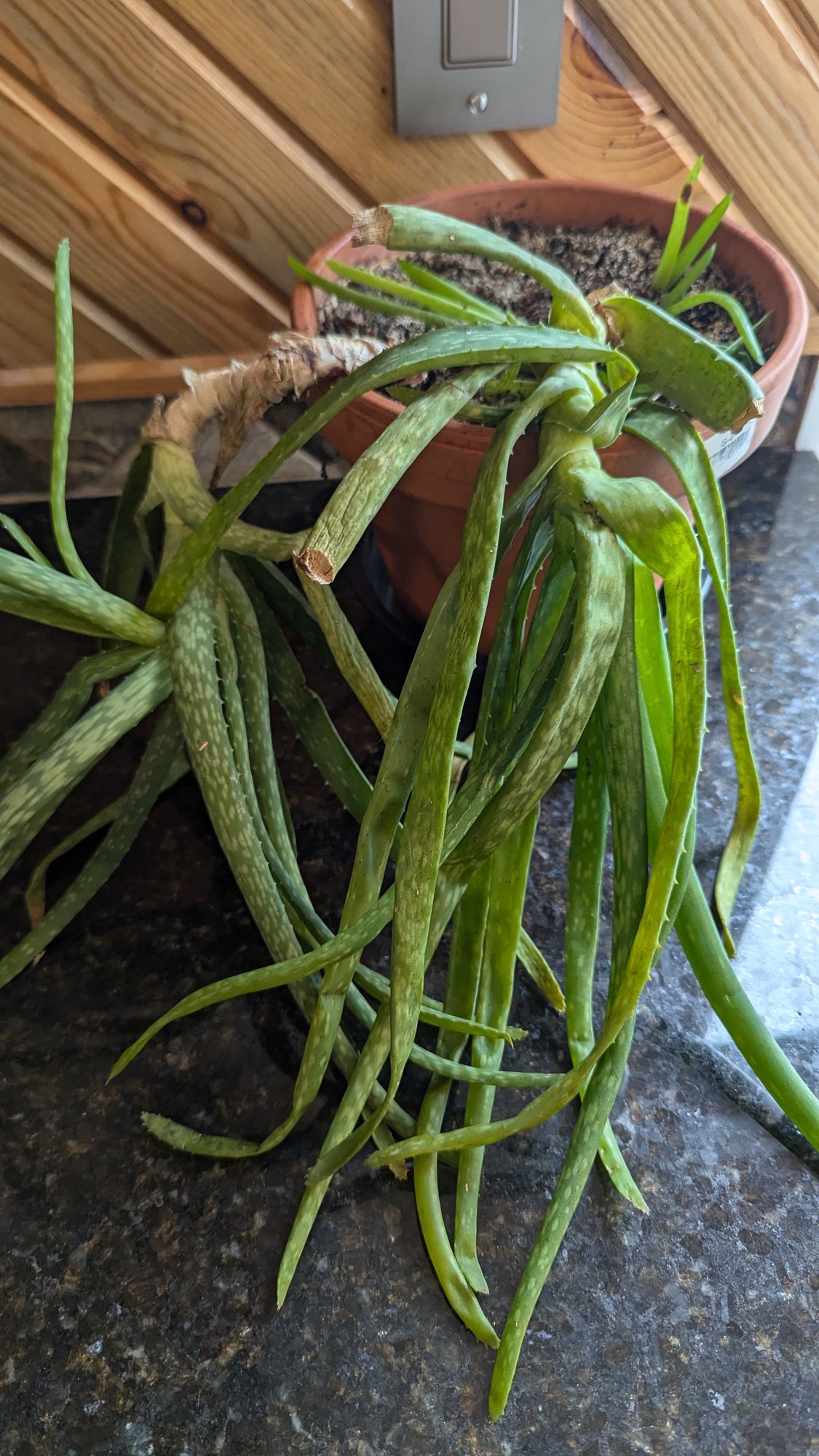 Live Plant - Medium Aloe Plant In Terra Cotta Planter #1172 | Auctionninja.com