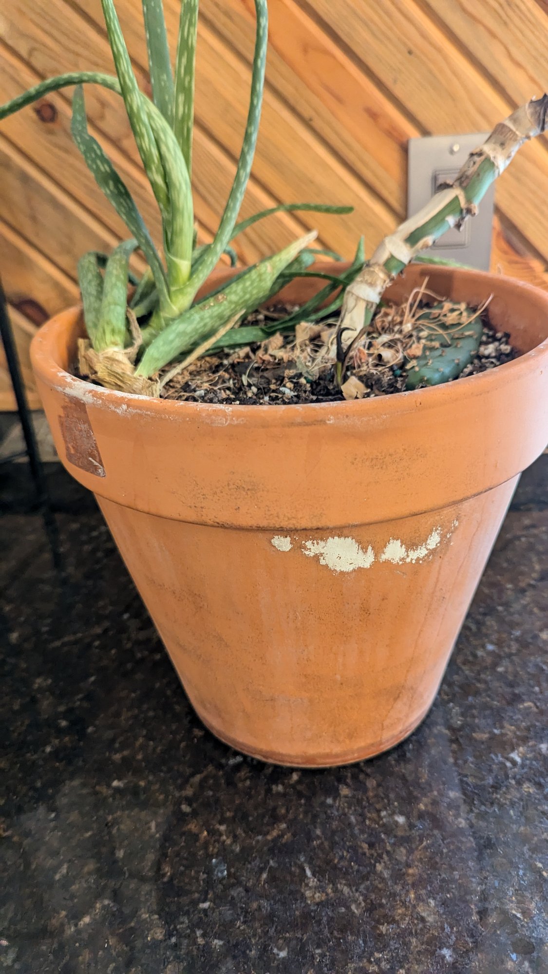 Live Plant - Assortment Of 3 Plants In Terra Cotta Planter - Aloe ...
