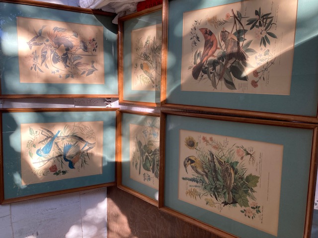 6 Framed Bird Prints By Artist Arthur Singer #5529 | Auctionninja.com