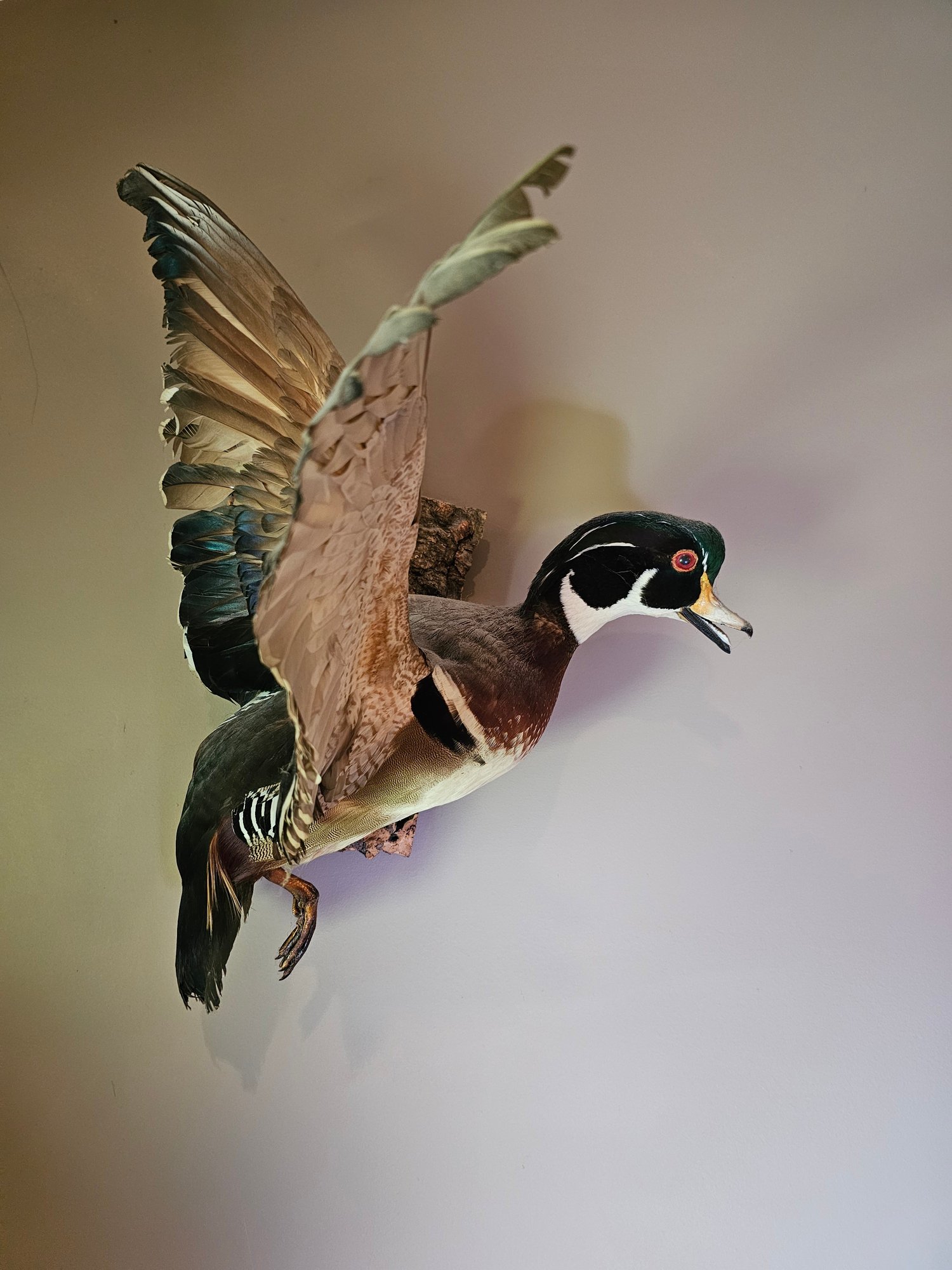 Wood Duck Wall Mounted Taxidermy #10247 | Auctionninja.com