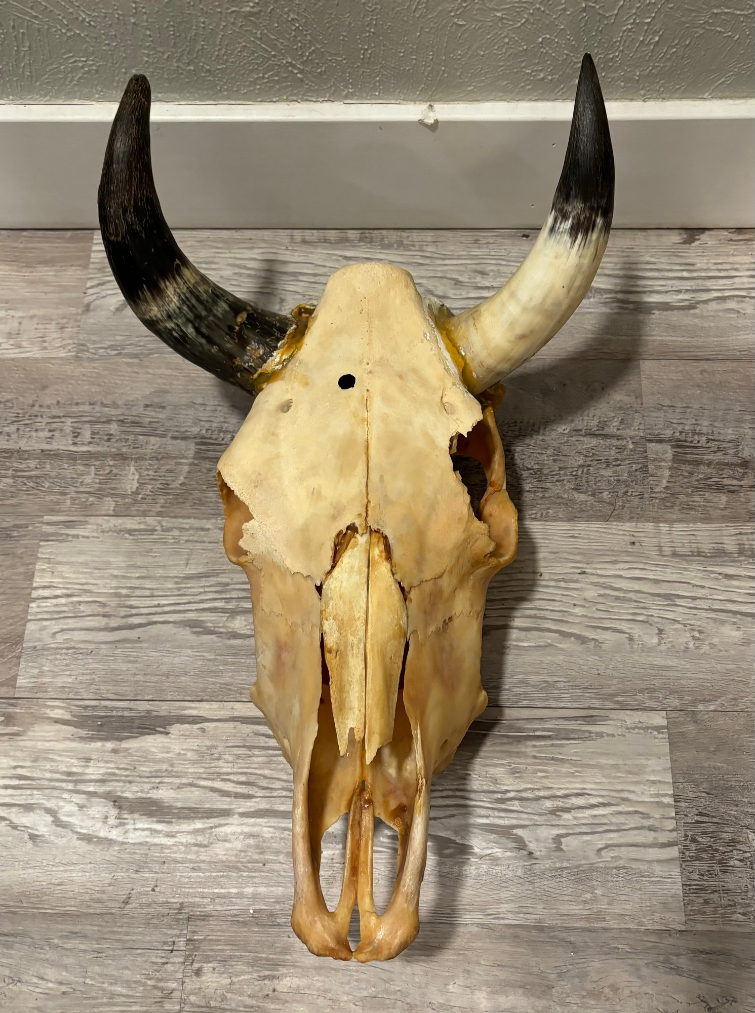 Longhorn Skull #3256 | Auctionninja.com