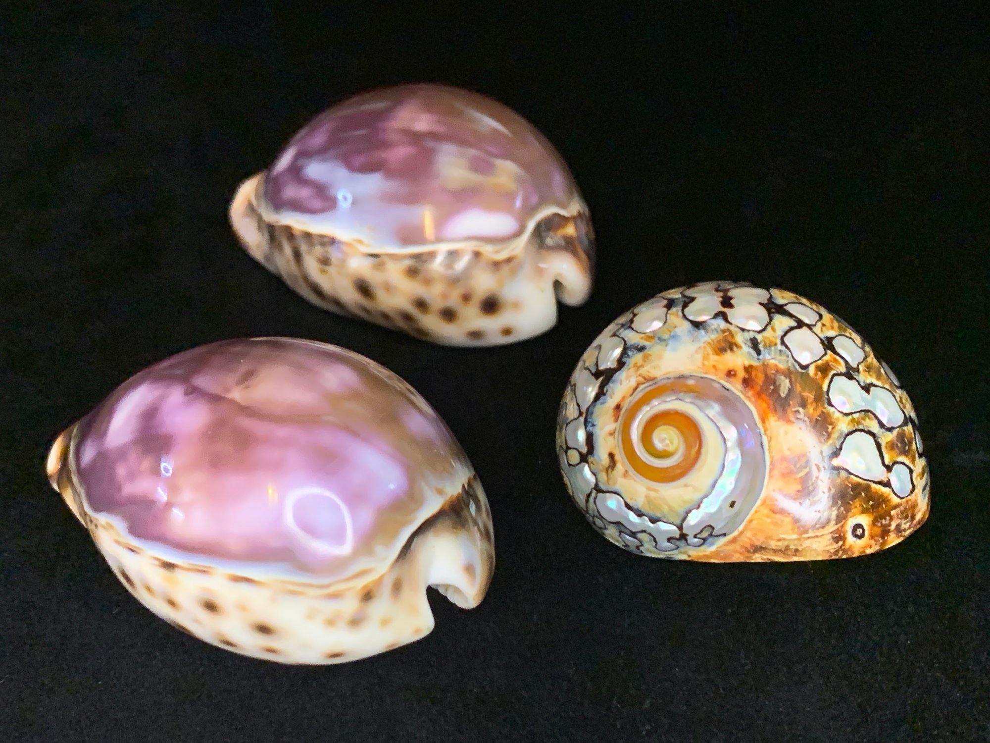 Three Decorative Shells #5755 | Auctionninja.com