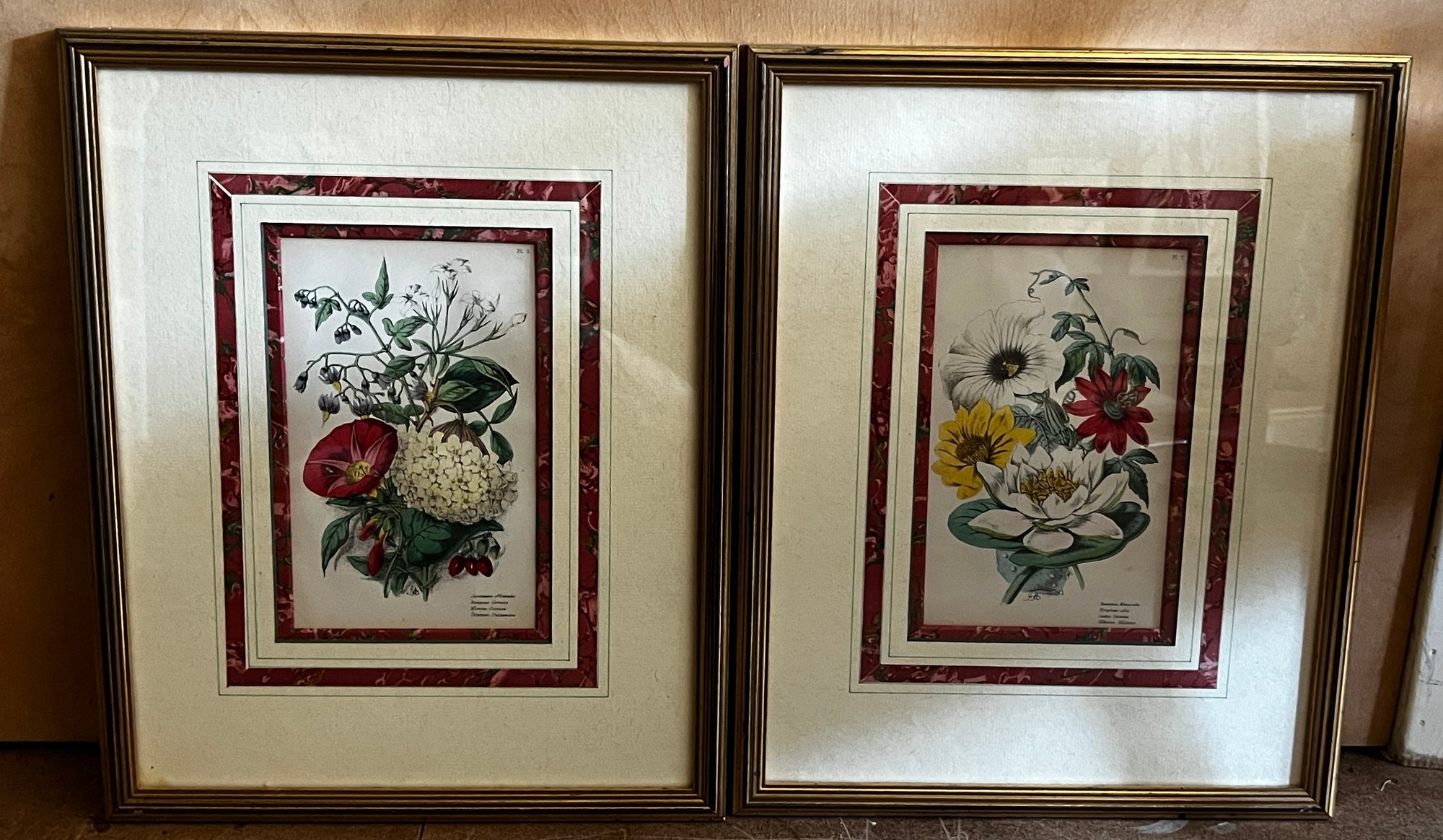 Mrs. R Lee - Trees, Plants And Flower Botanical Prints Framed - 2 PCS ...