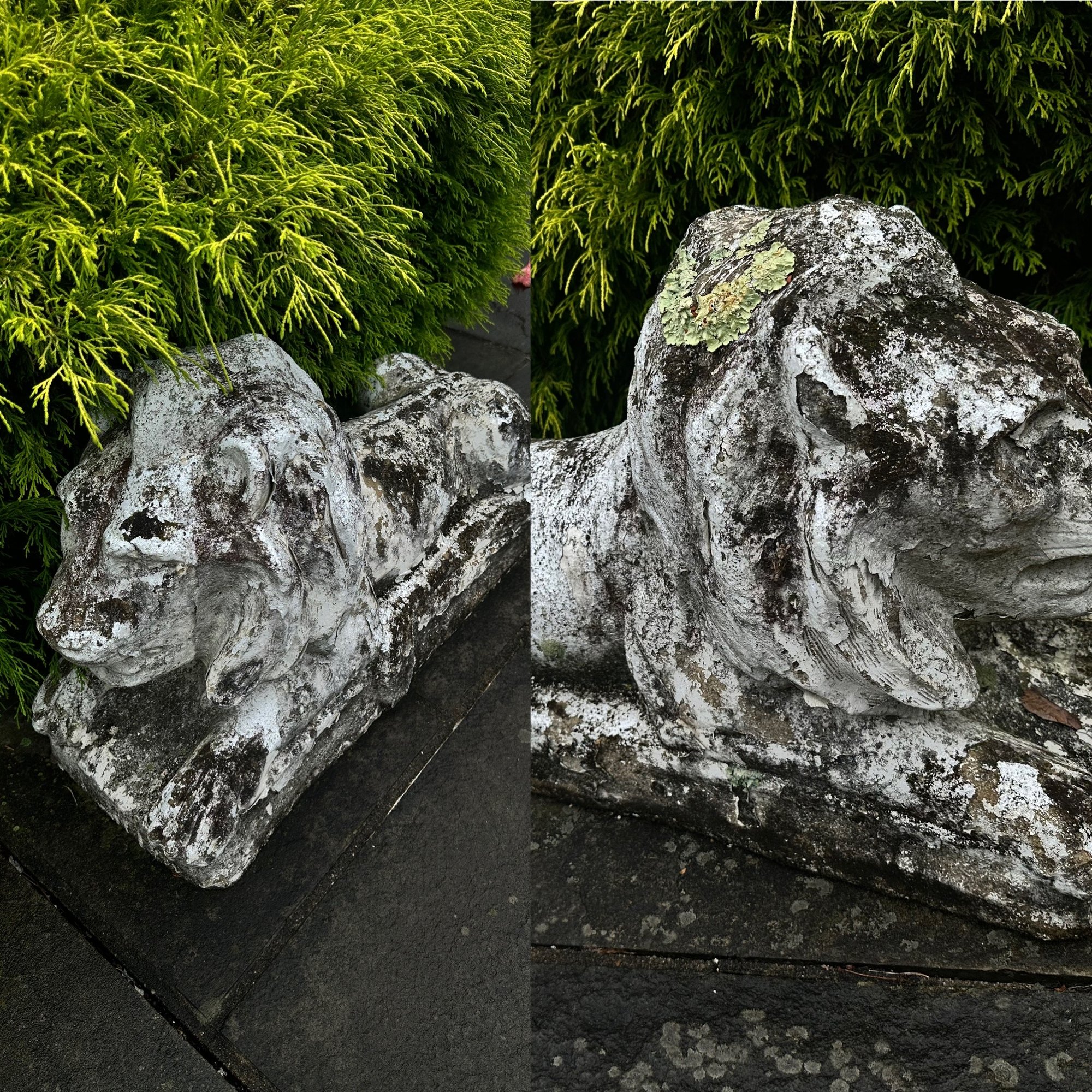 Two Cement Lion Statues HEAVY #33158 | Auctionninja.com