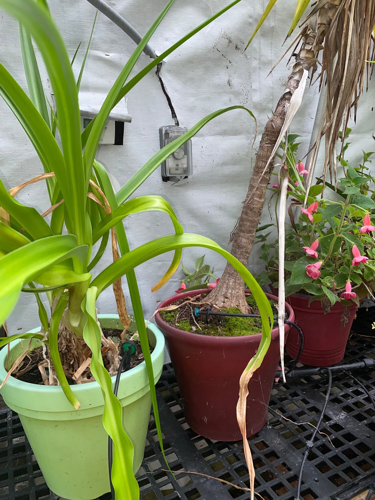6 Assorted Live Plants Group E #32585 | Auctionninja.com
