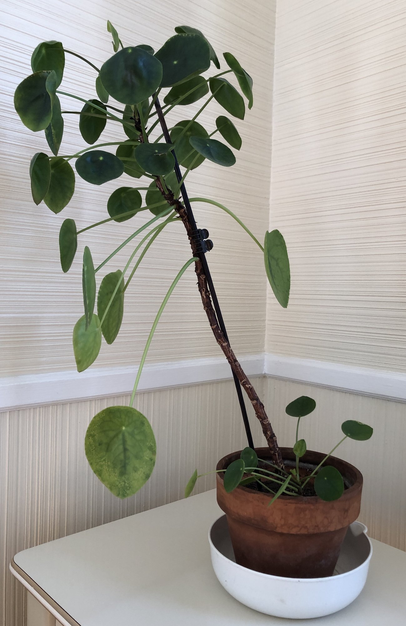 #1 - Japanese Money Tree #23042 | Auctionninja.com