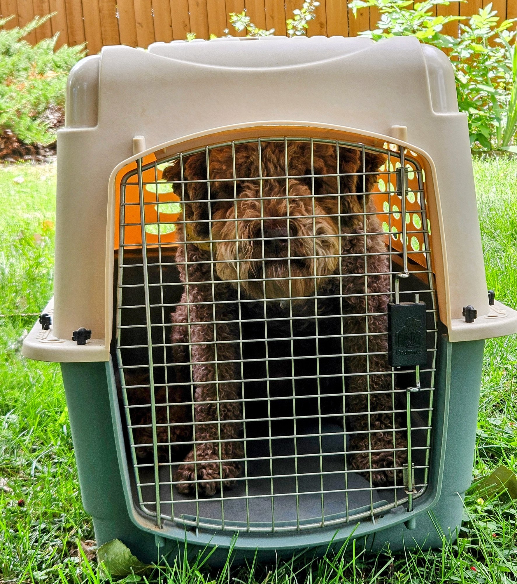 Petmate Plastic Animal Kennel #21127 | Auctionninja.com