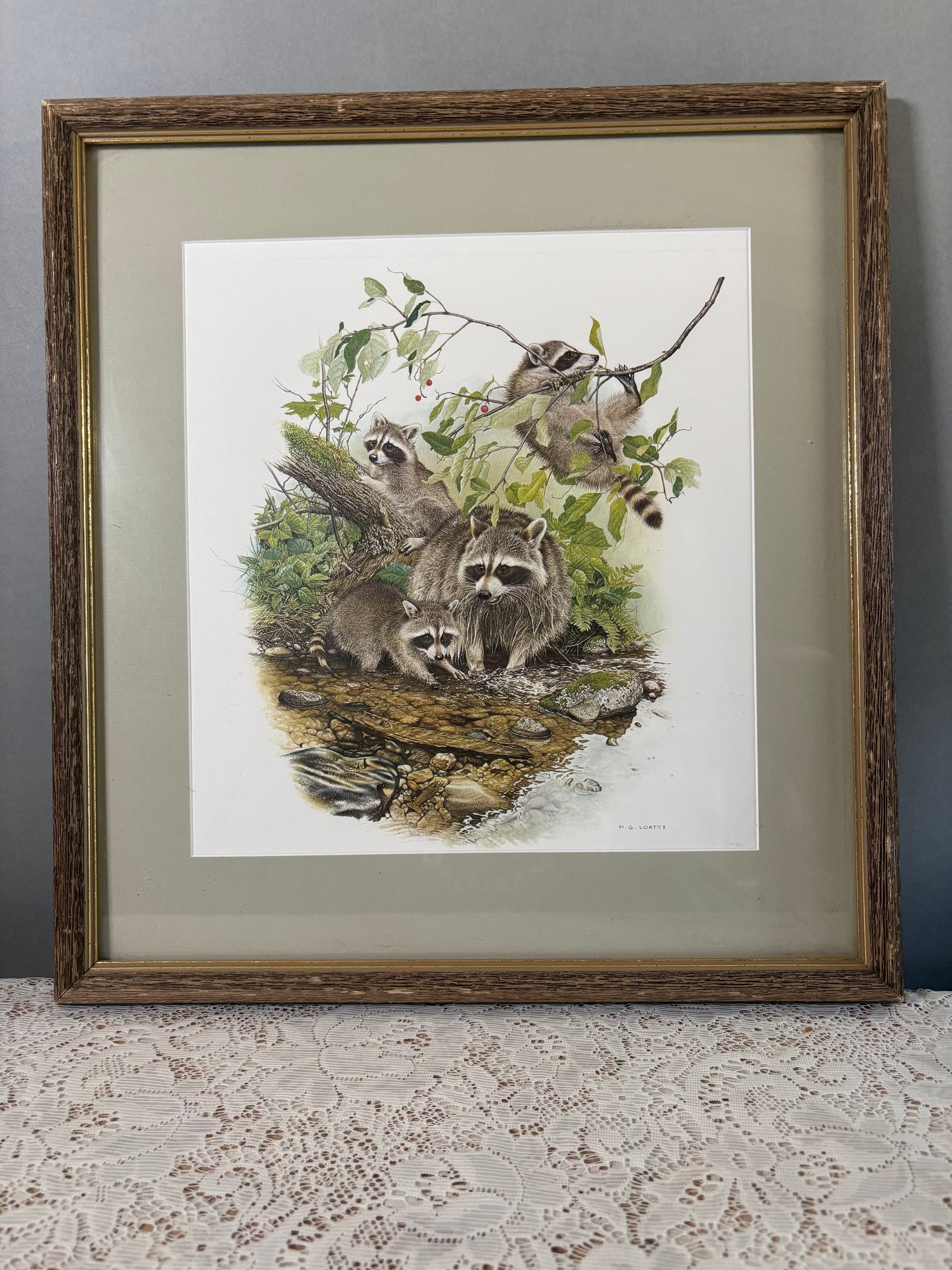 "Raccoon Family" Print By Glenn Loates #2079443 | Auctionninja.com
