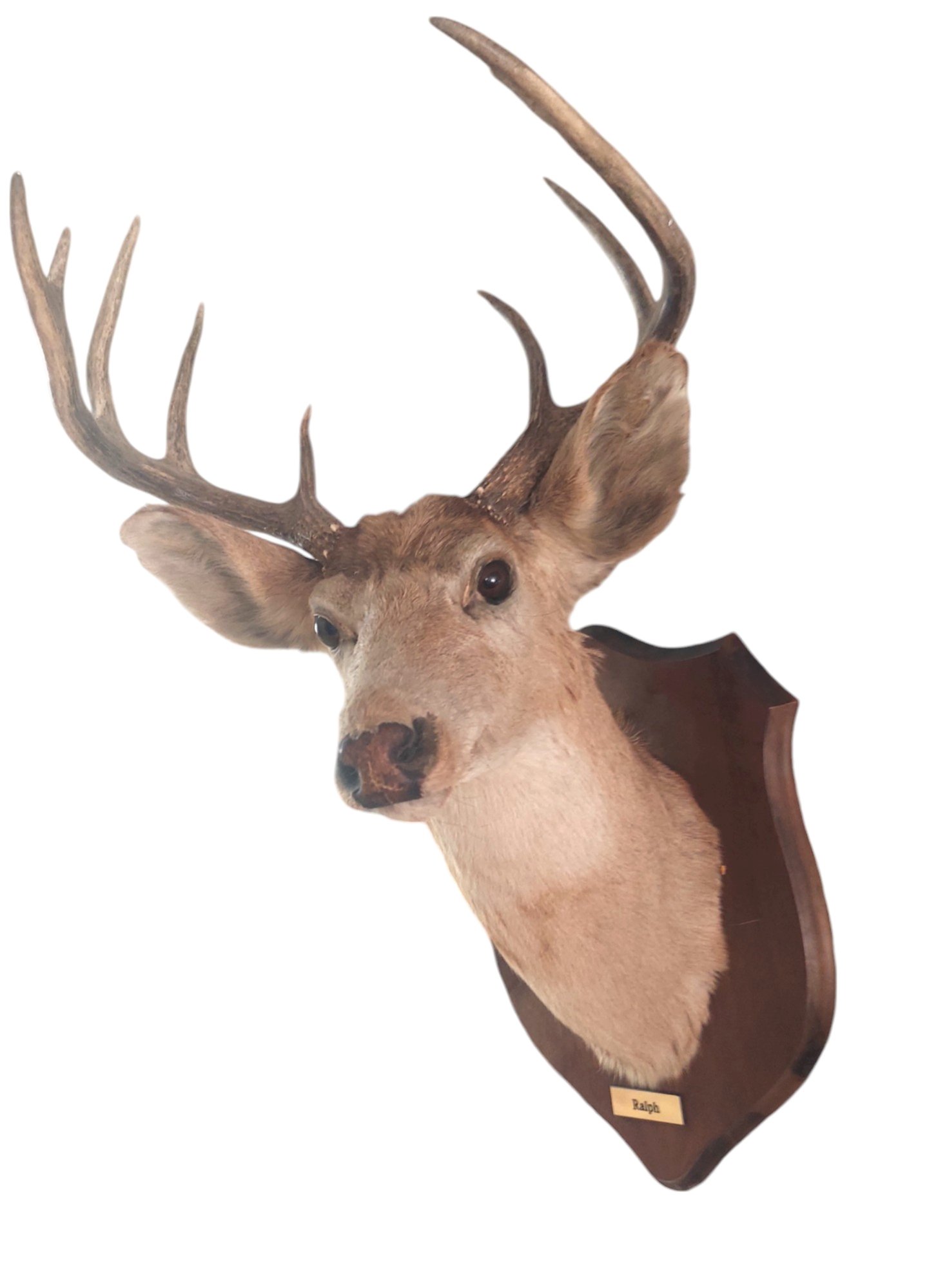 Nice 10 Point Whitetail Deer Mounted Taxidermy #18547 | Auctionninja.com