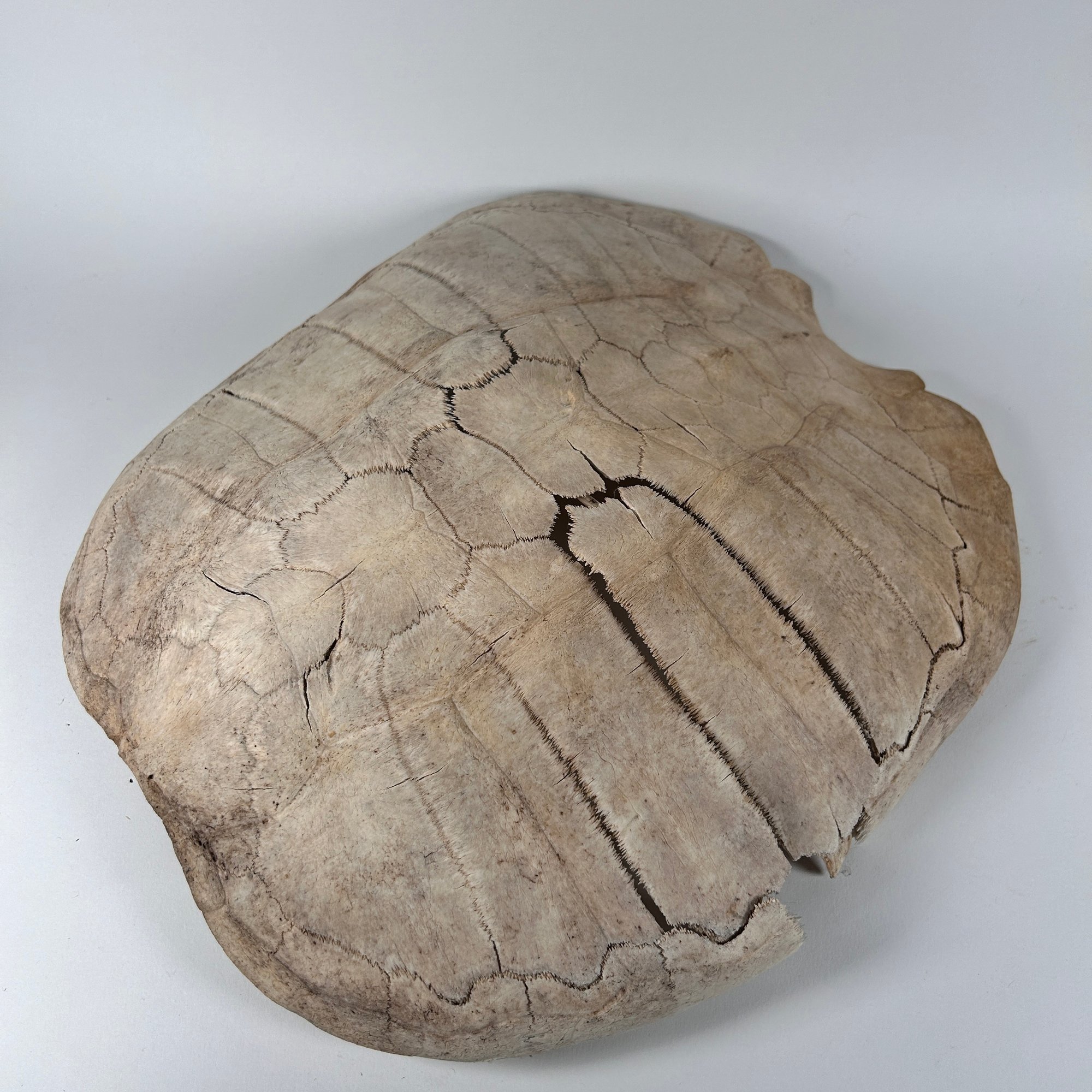 Large Bleached Snapping Turtle Shell #20697 | Auctionninja.com