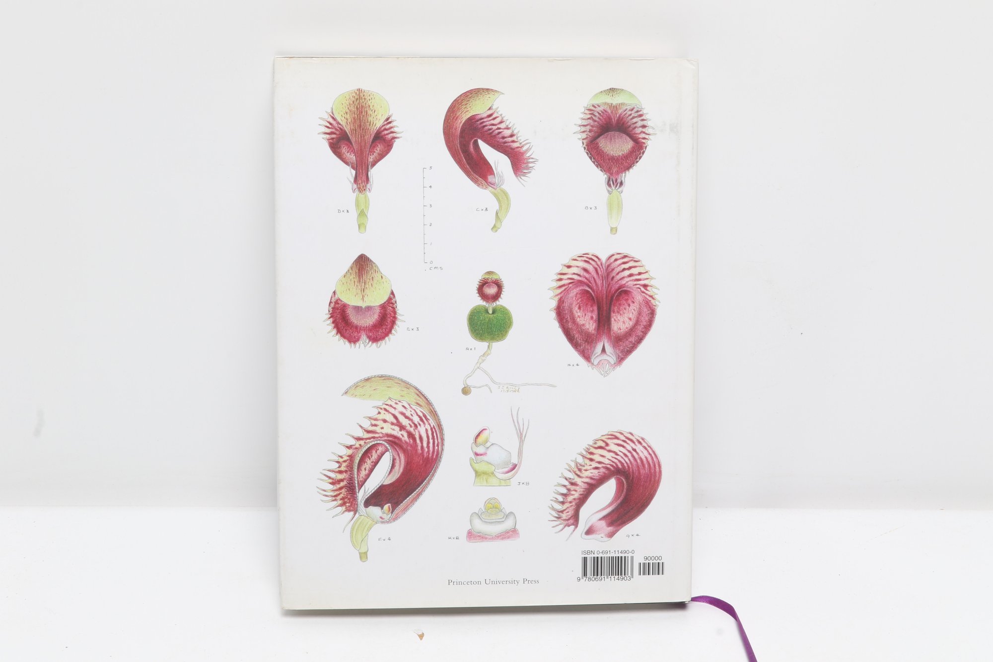 Orchids Of Australia John J. Riley And David P. Banks Illustrations By John J. Riley #212281 ...