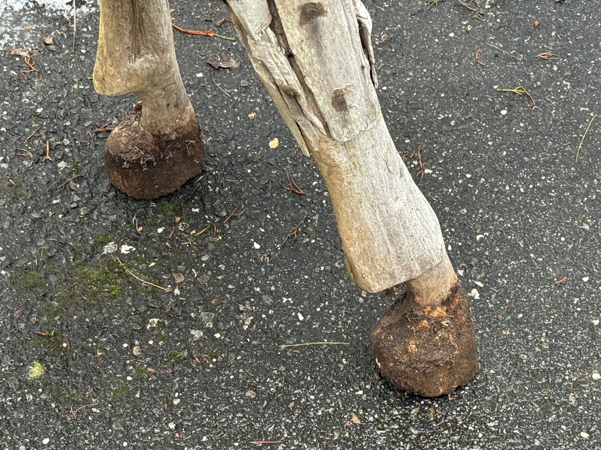 Driftwood Horse #20992 | Auctionninja.com