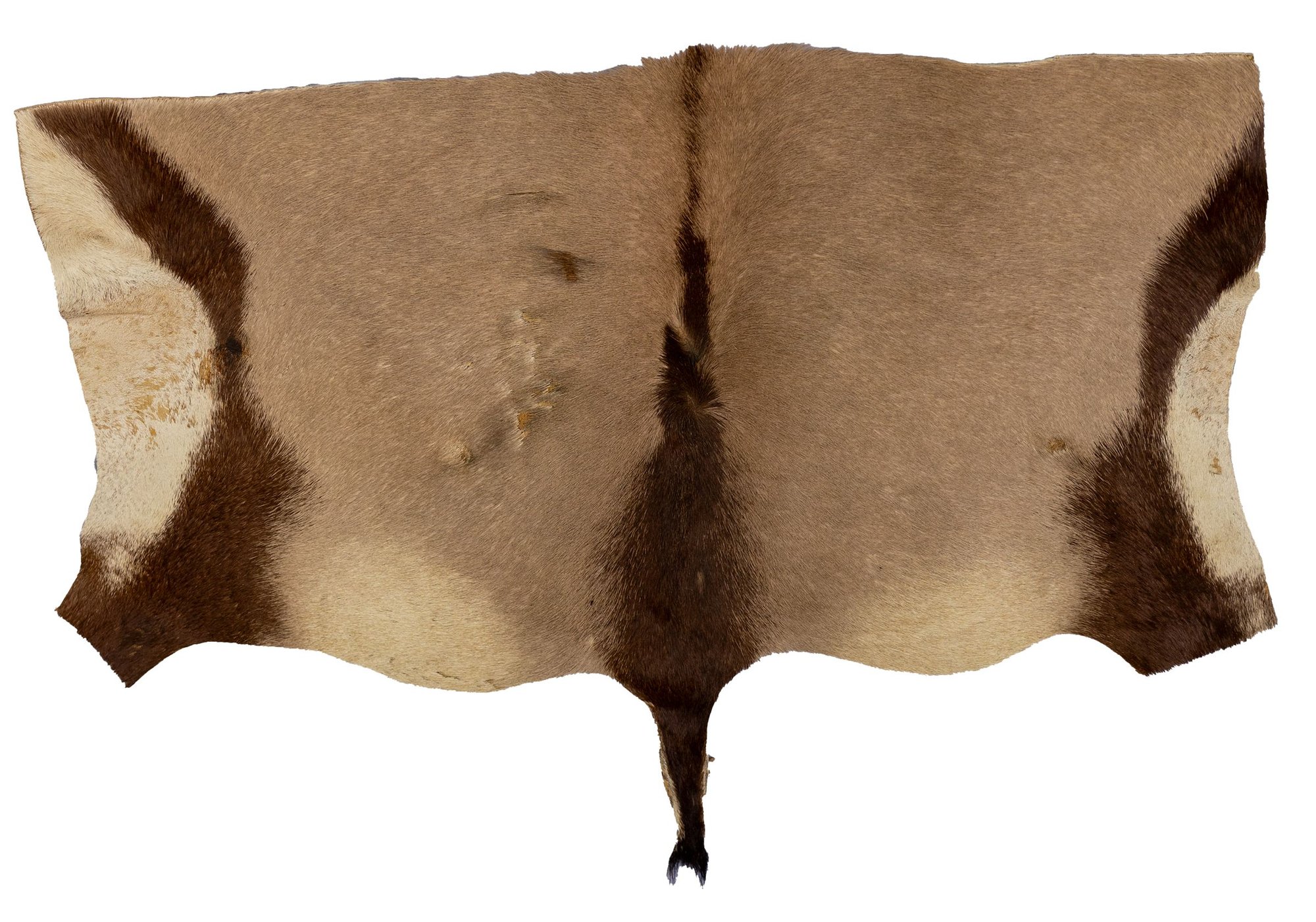 African Gemsbok Tanned Backskin Taxidermy #11754 | Auctionninja.com