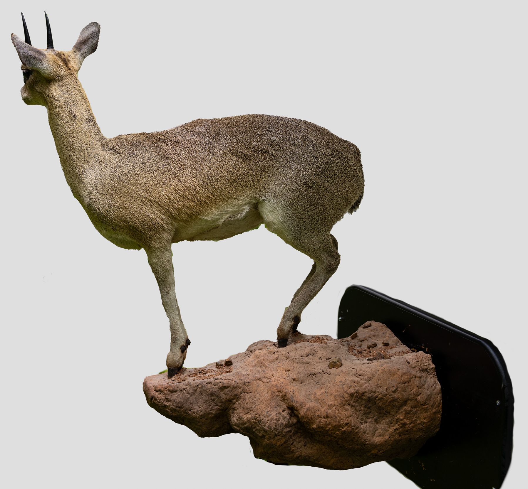 Unusual & Large: African Klipspringer Full Body Taxidermy Mount On Wall ...